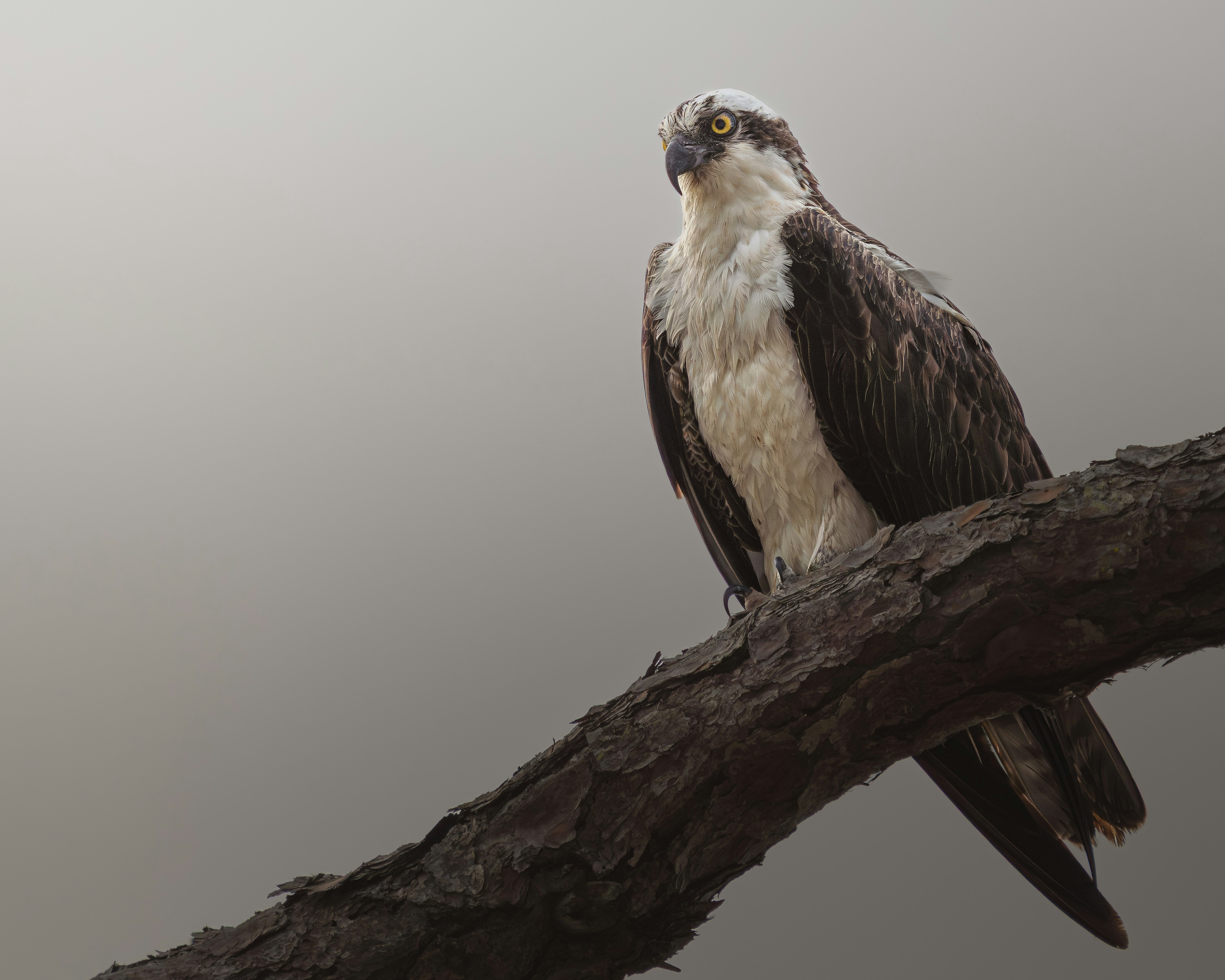 Perched Peregrine Gaze: A Watchful Moment on Weathered Bark