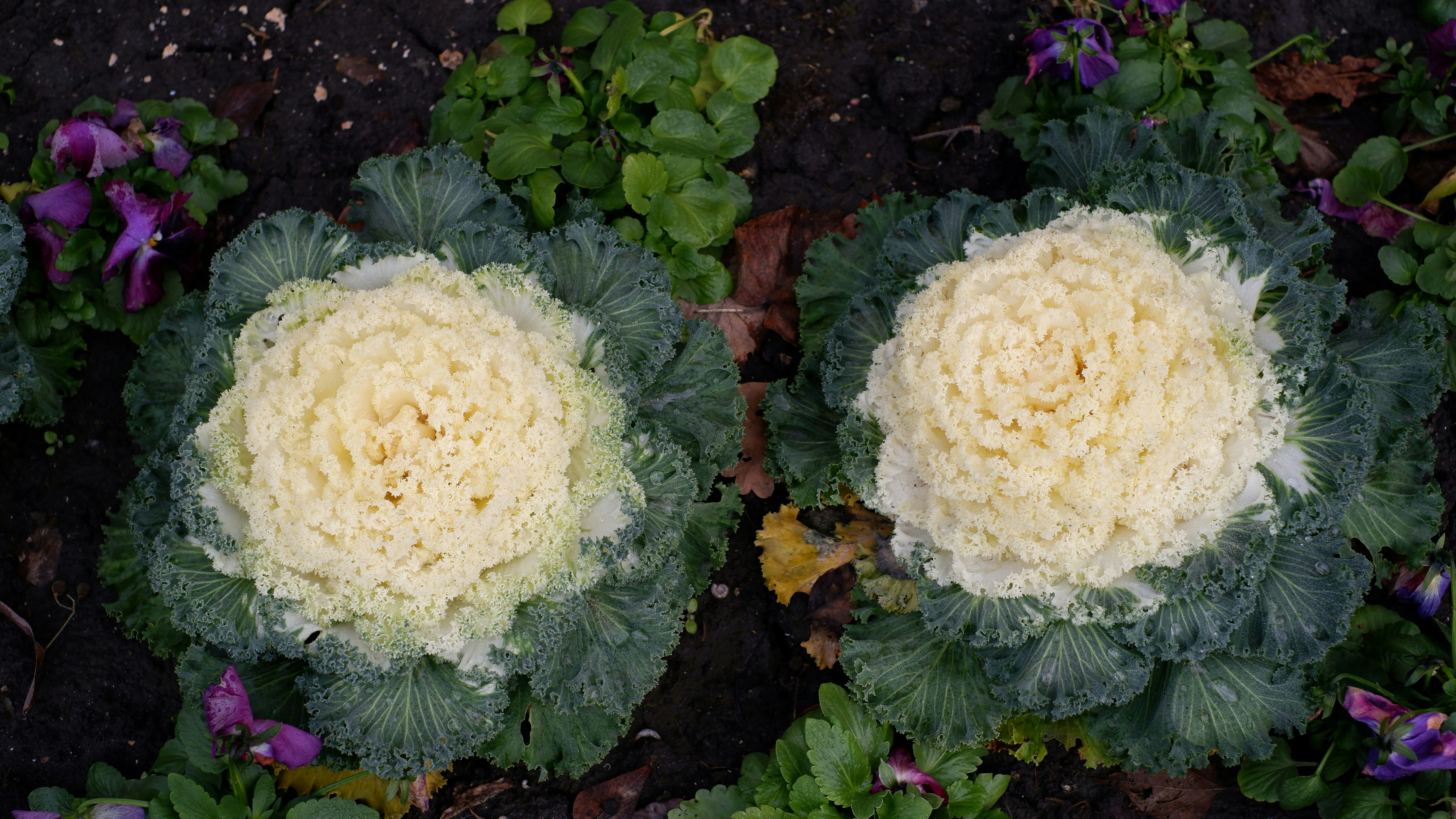 Double Cauliflower Cabbages in a Flower Bed