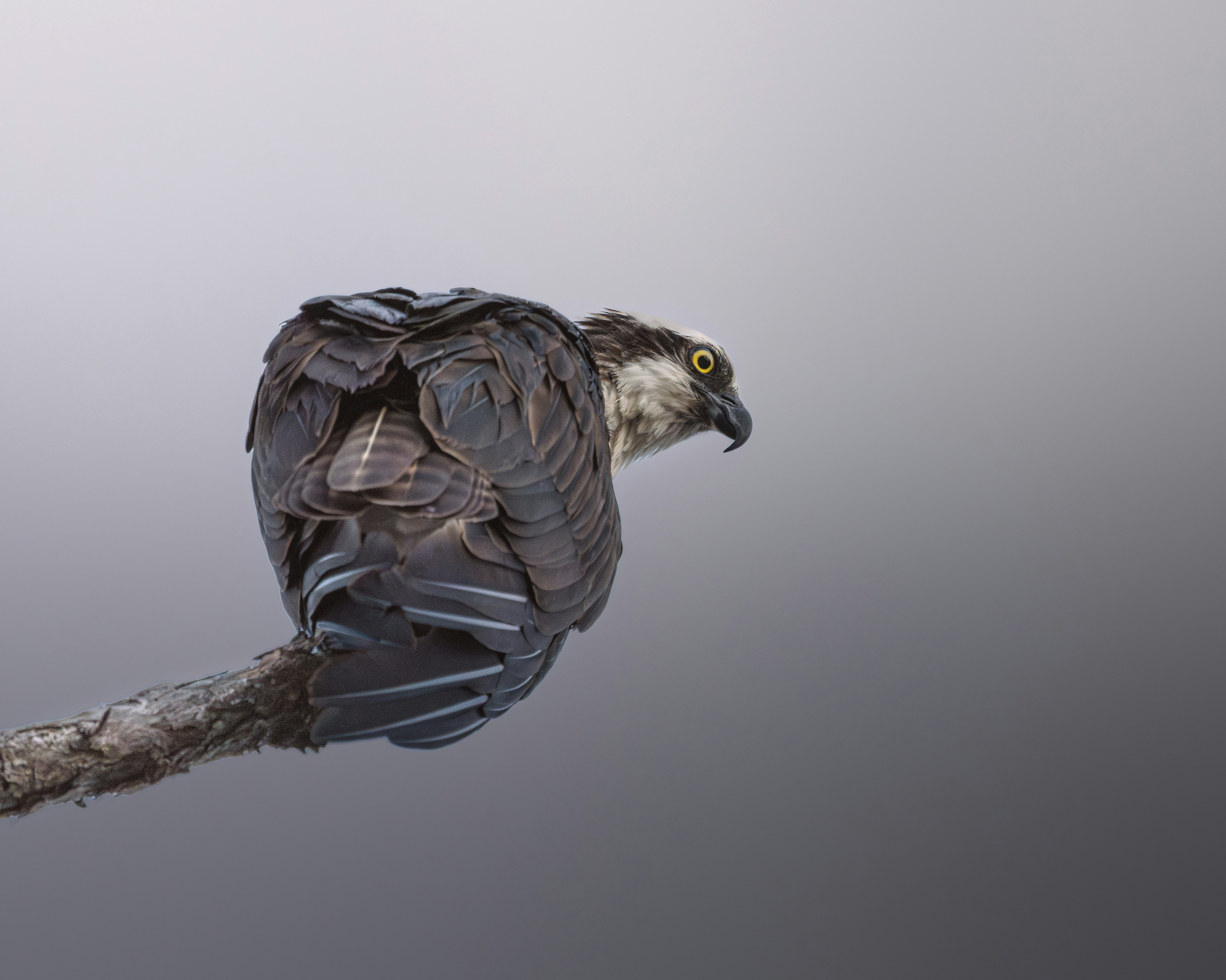 Perch with a Watchful Eye: A Curved View of a Black Kite
