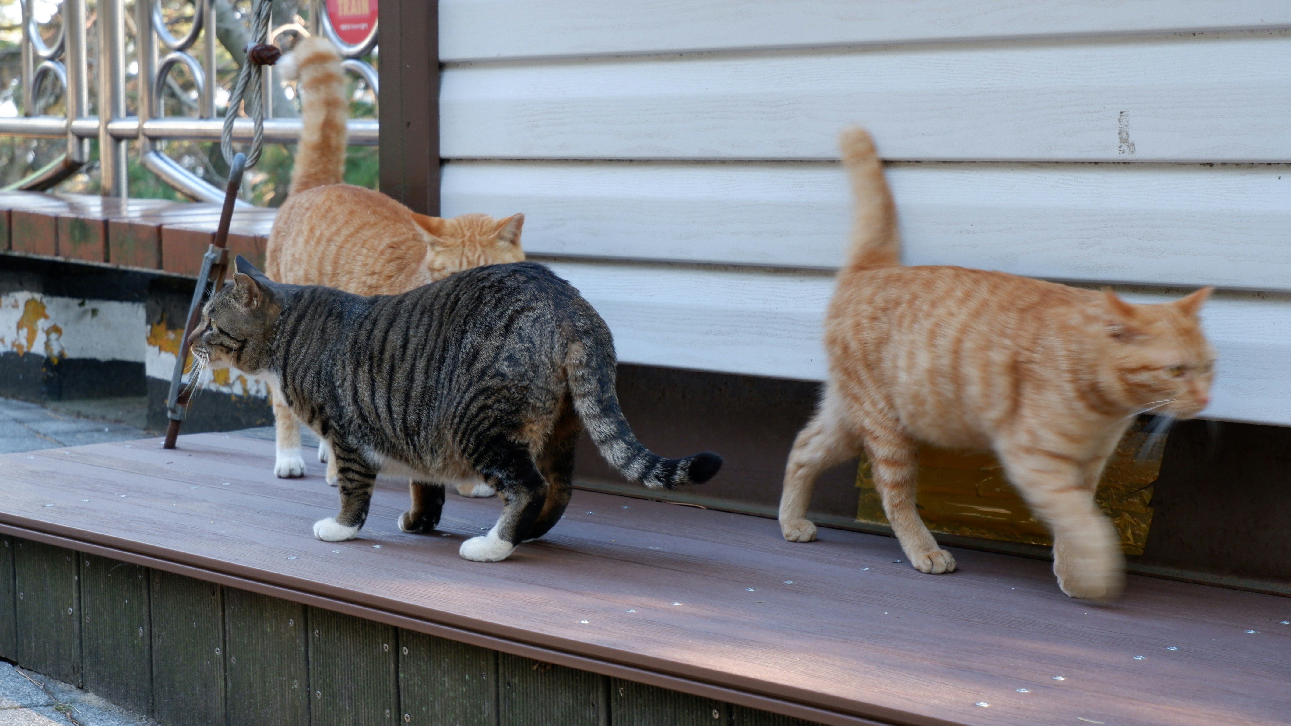 Three Stray Cats Patrol a Quiet Porch