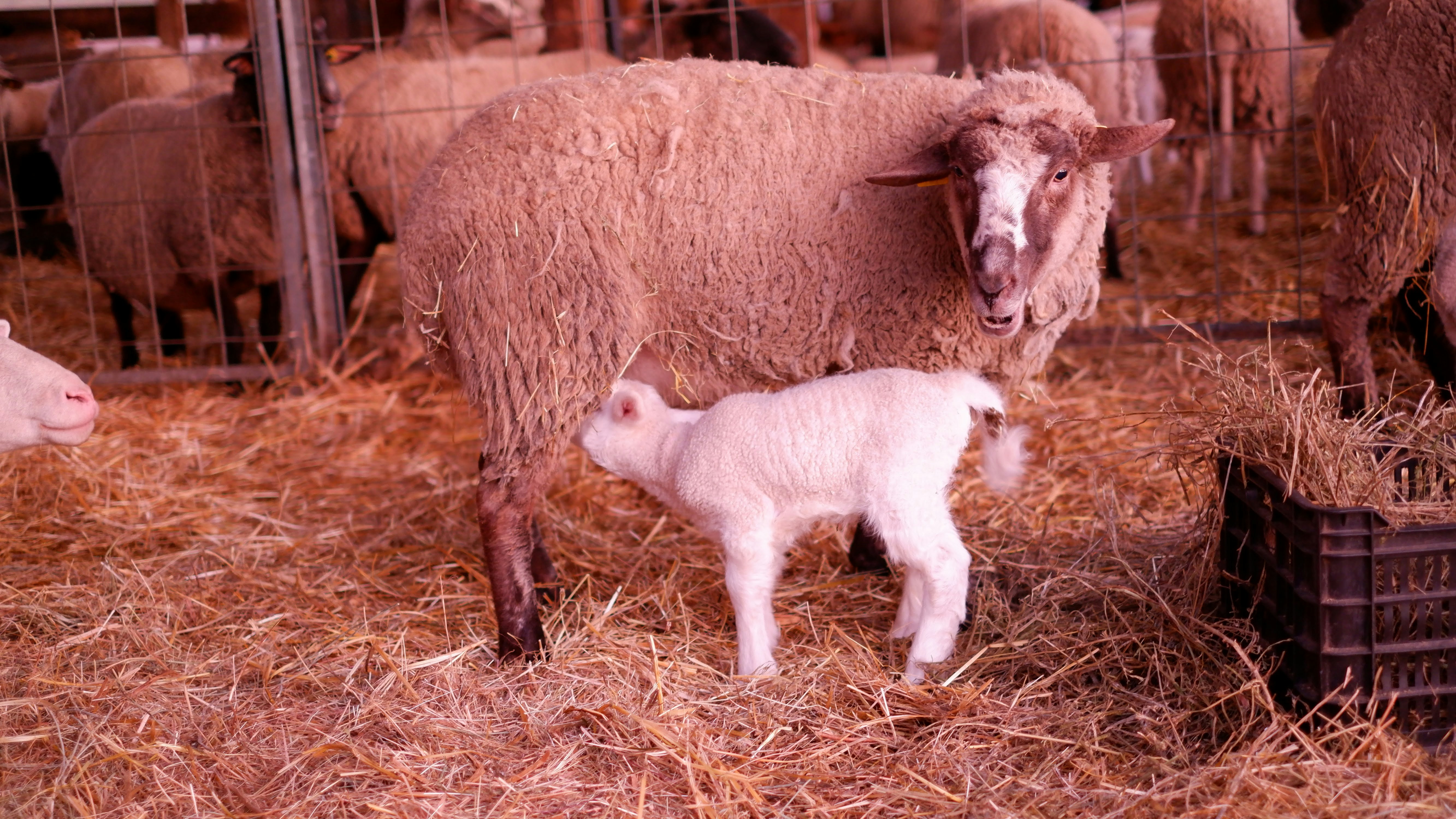 Curious Lamb and Its Protective Ewe in the Barn