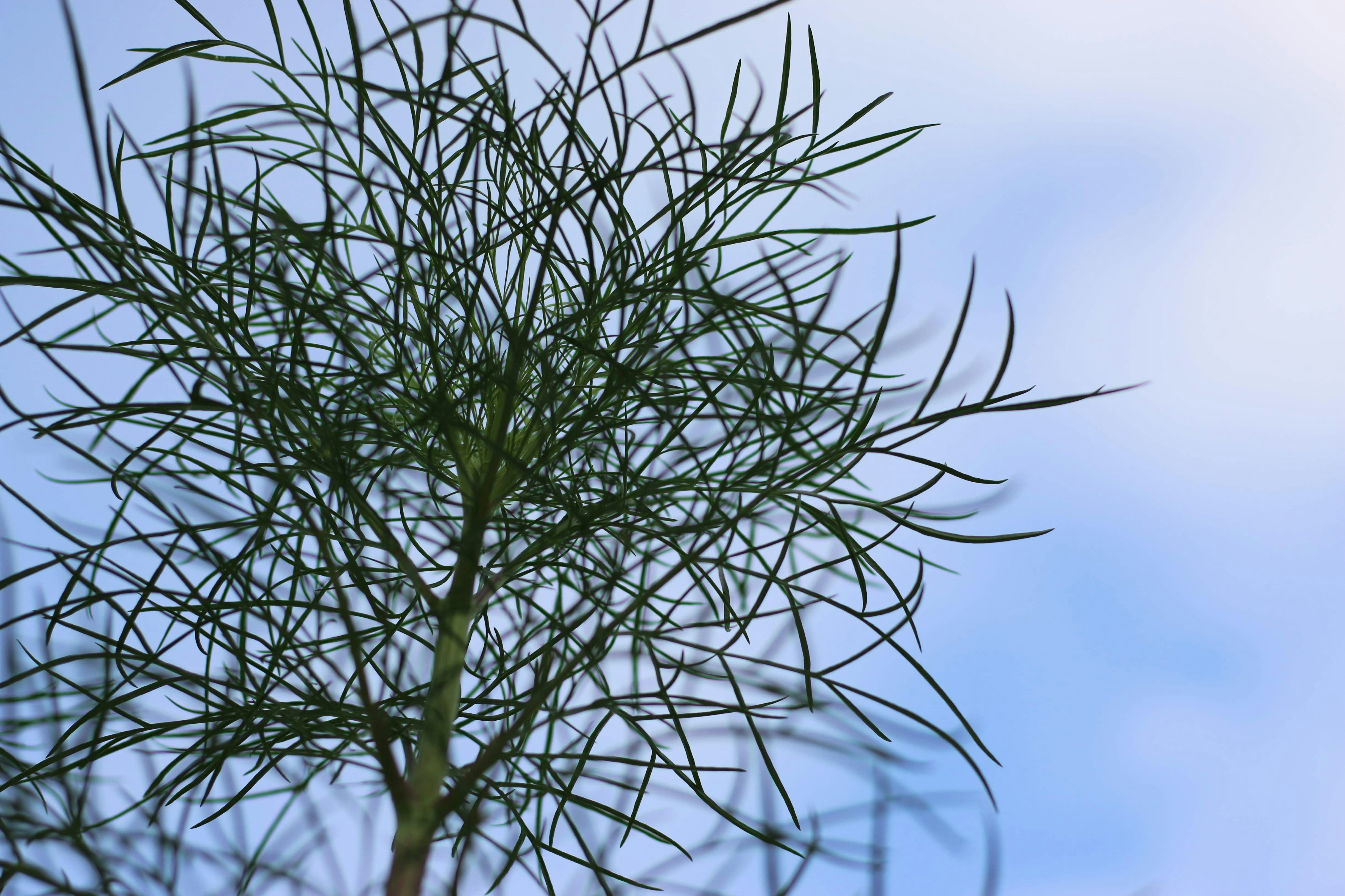 Antenna-green: tendrils against a blue sky