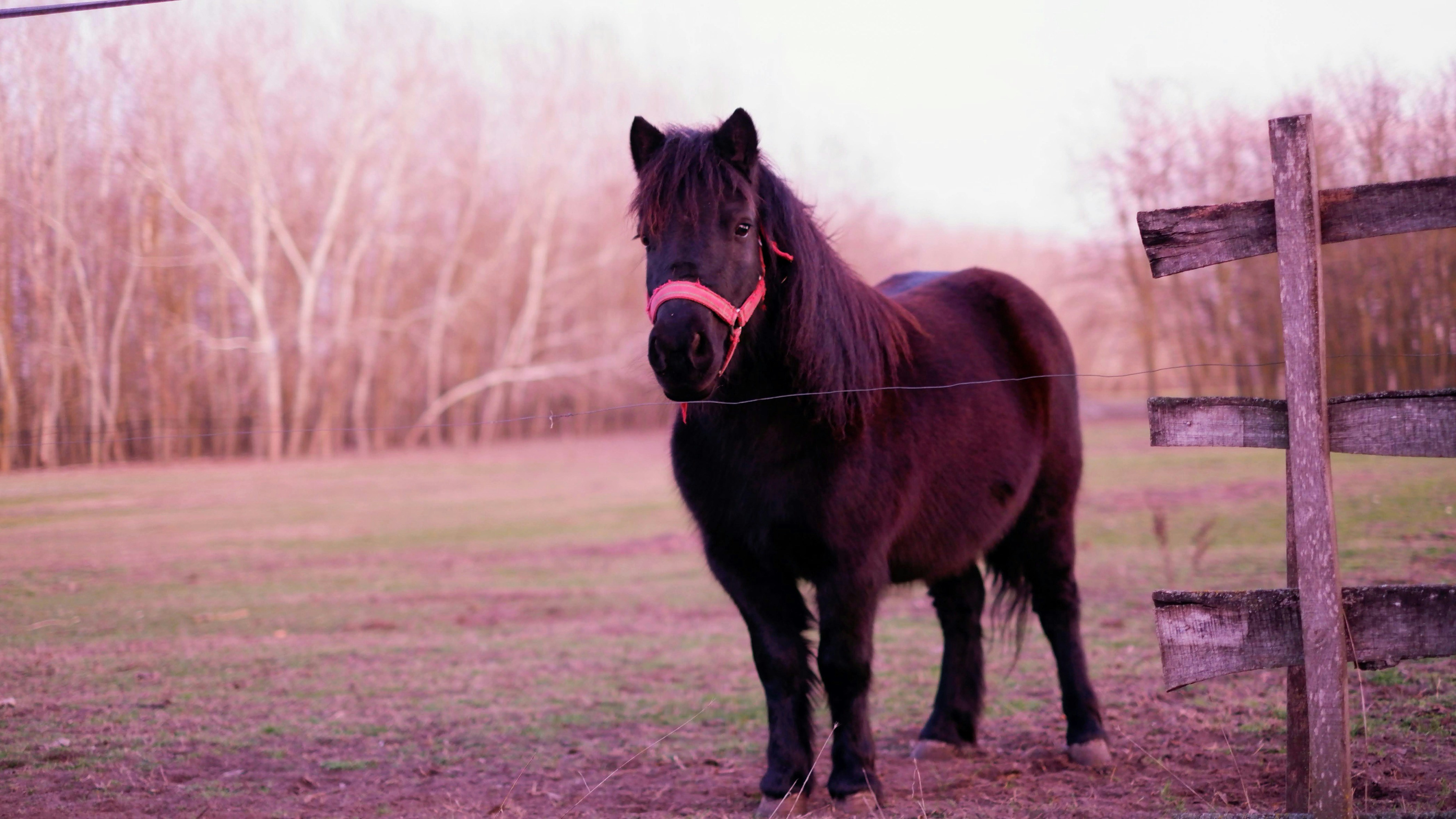 Sturdy Pony at the Fence: Quiet Field Portrait