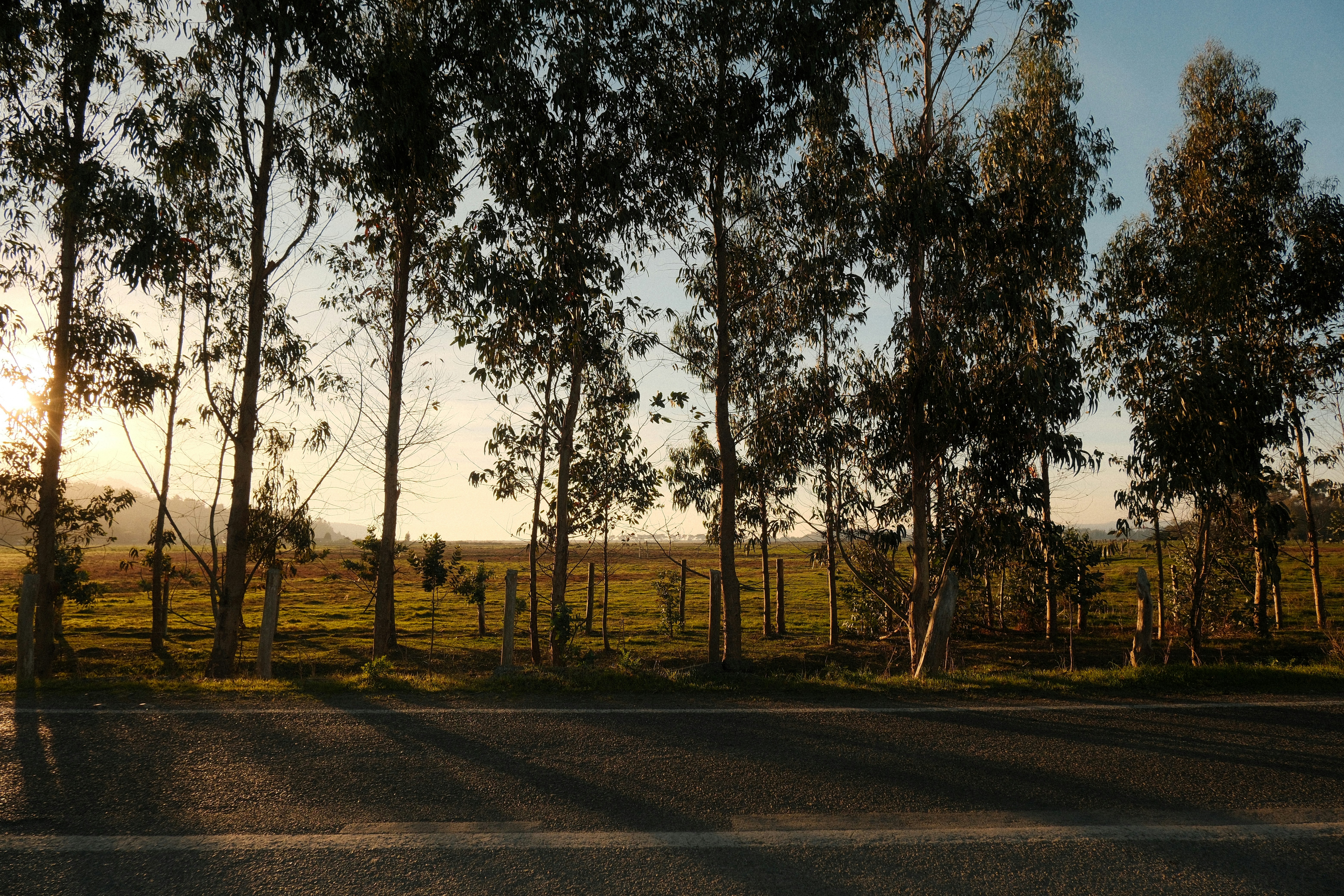 Rows of trees at golden hour along a rural field
