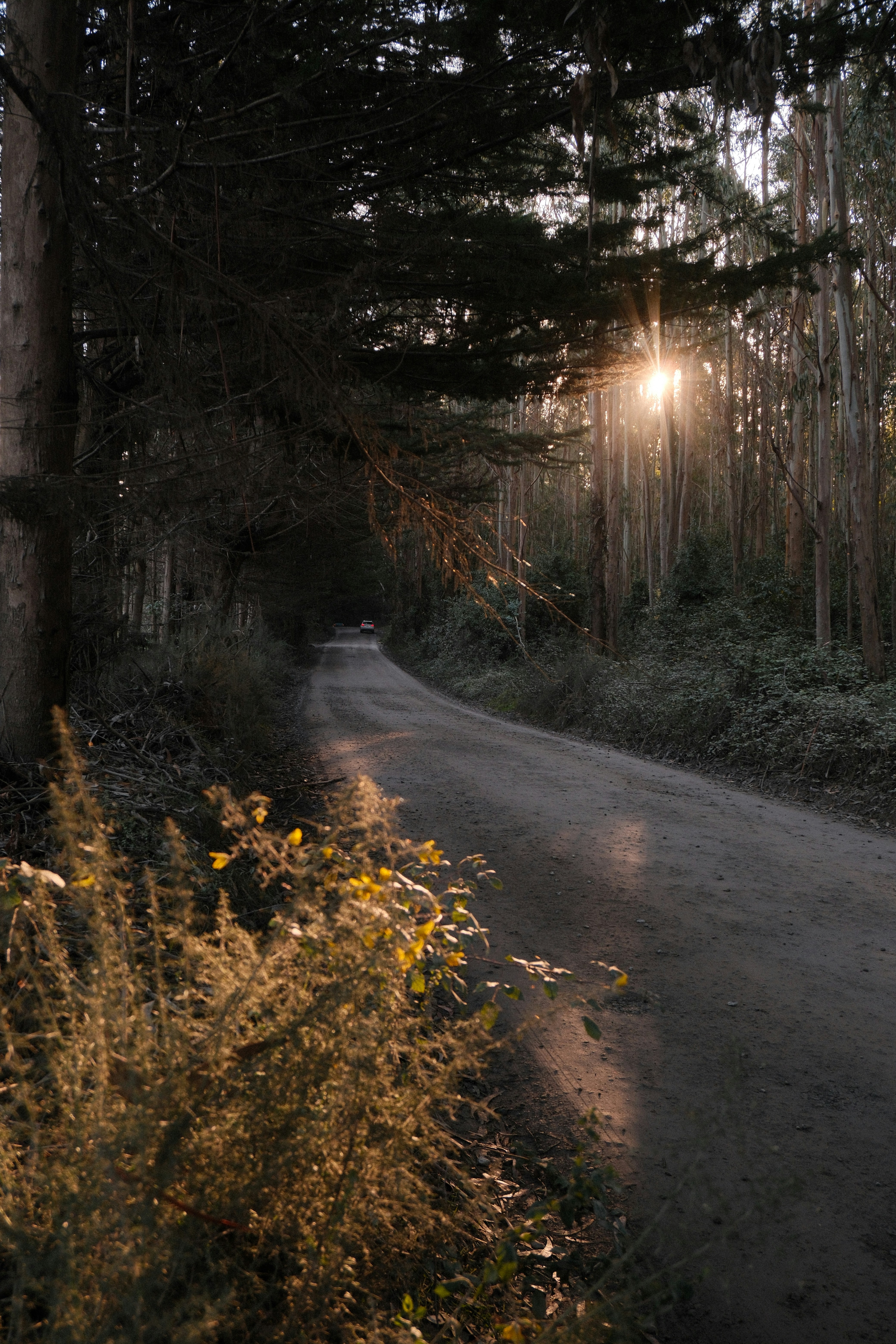 Golden Hour Reach: A Quiet Forest Road Bathed in Sunset Light