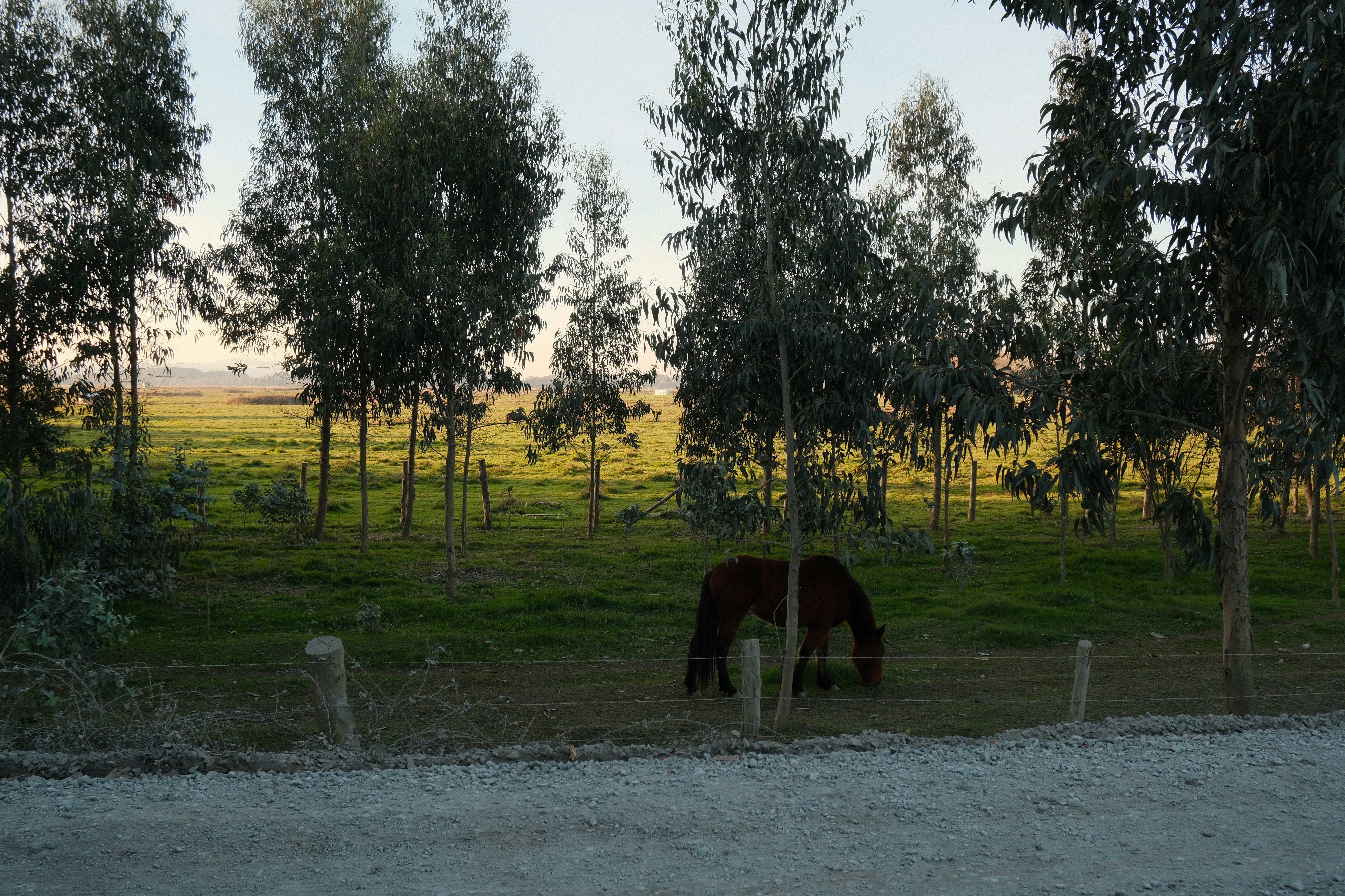 Quiet Equine Horizon at Golden Hour