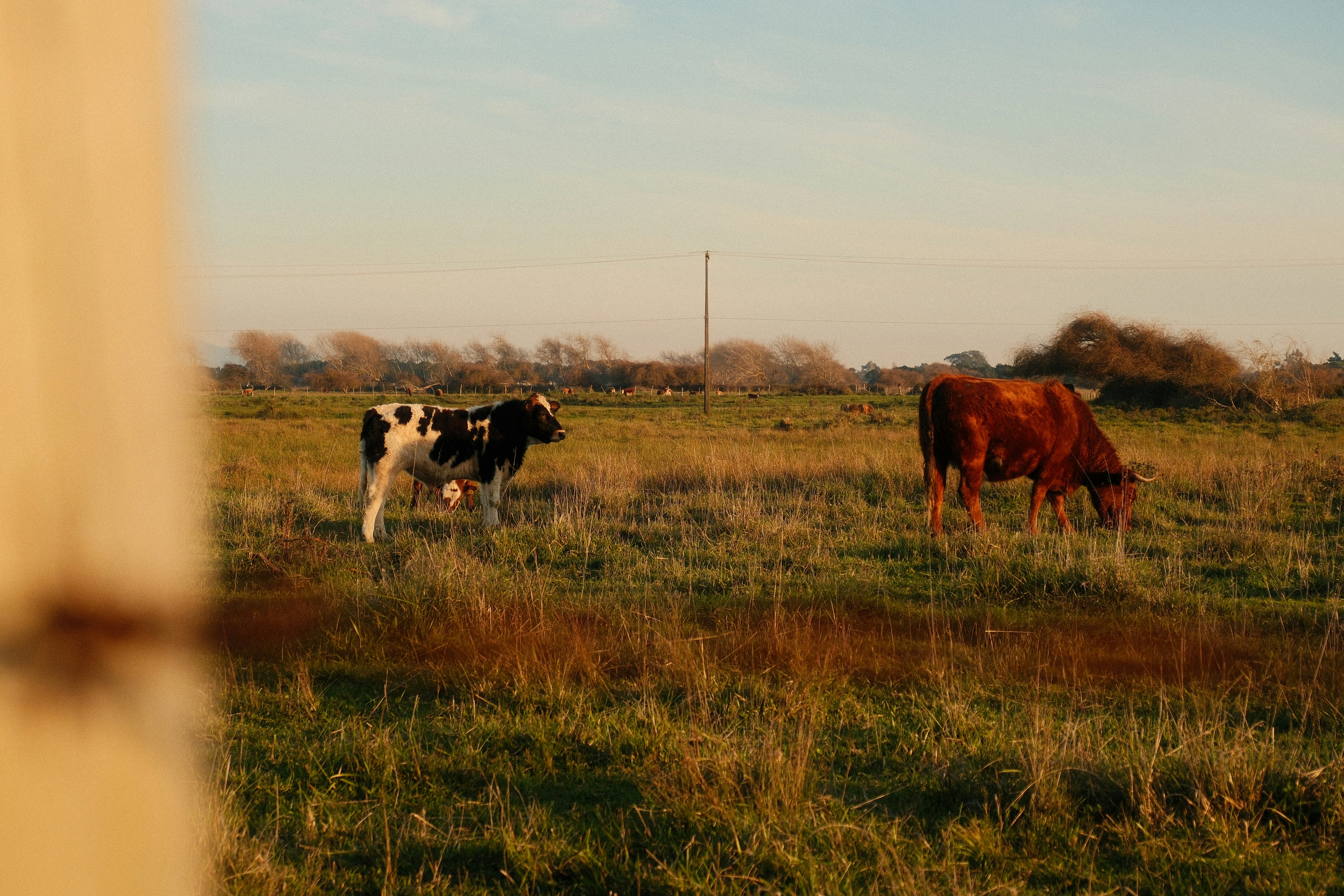Pasture Portrait: Two Cattle in a Golden Field at Dusk