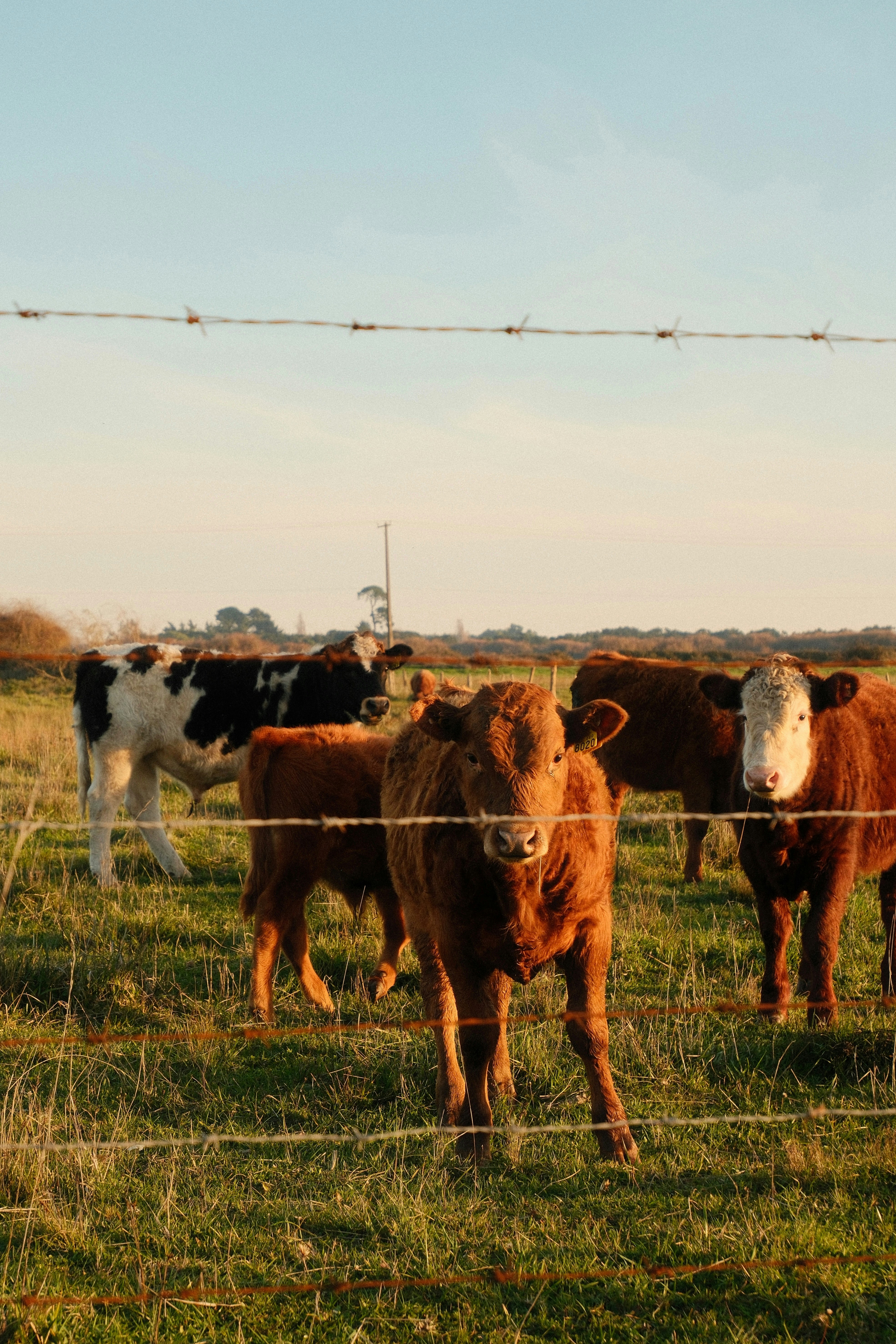 Pasture Gatekeeper: Cattle at Sunset Behind a Barbed Fence