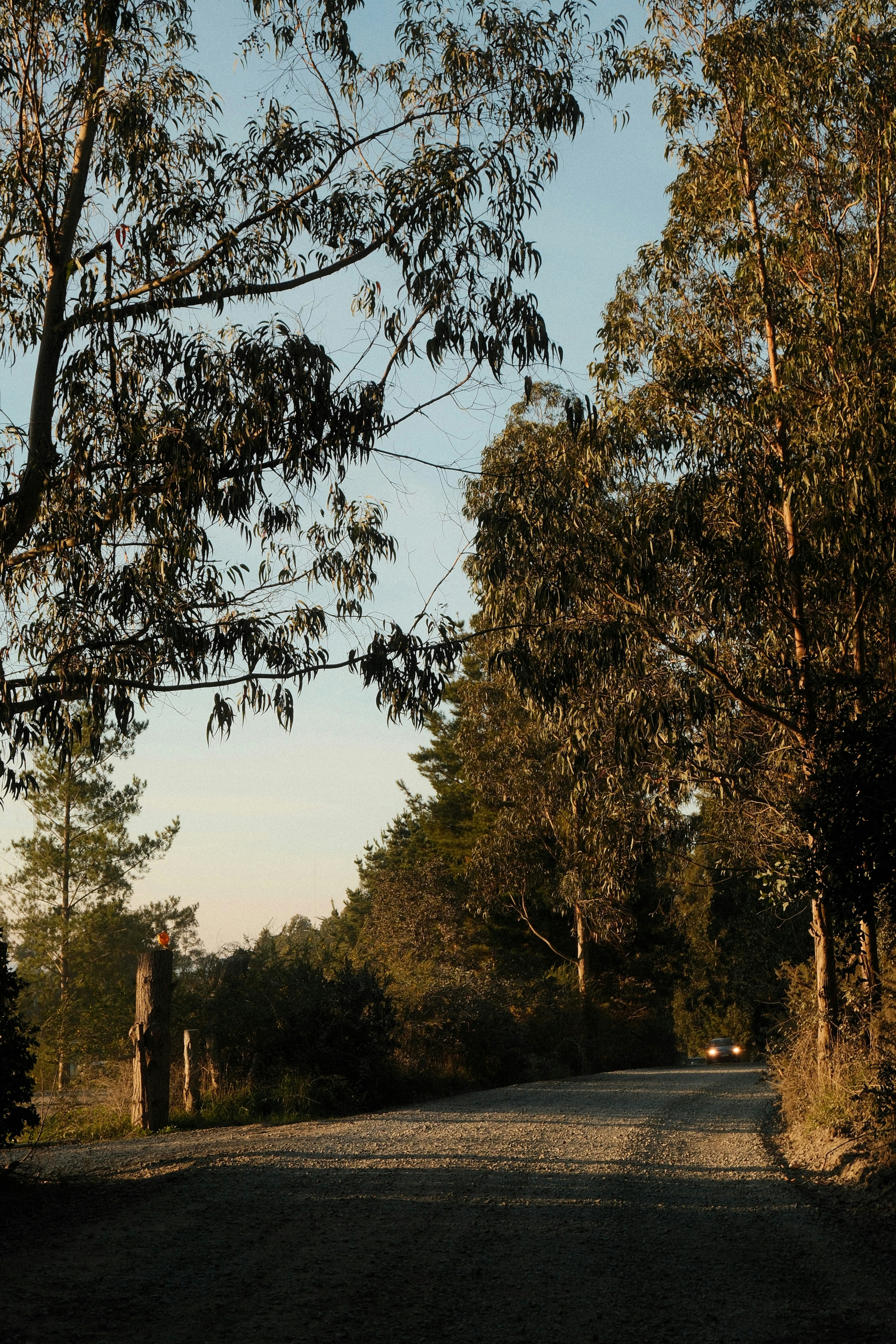 Winding dirt road through a forest with distant car lights.