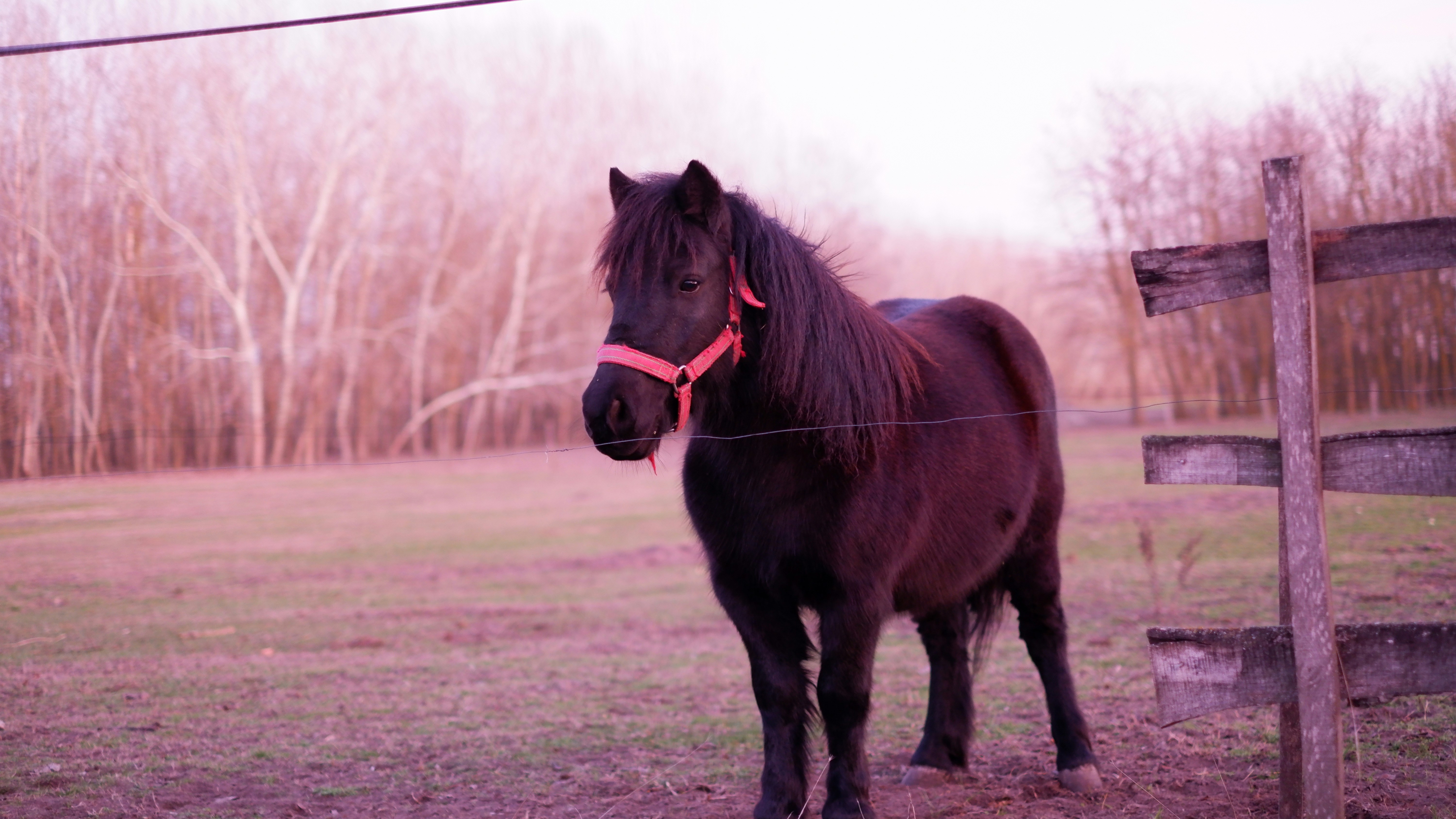 Bronze-Glowed Equine in a Quiet Pasture