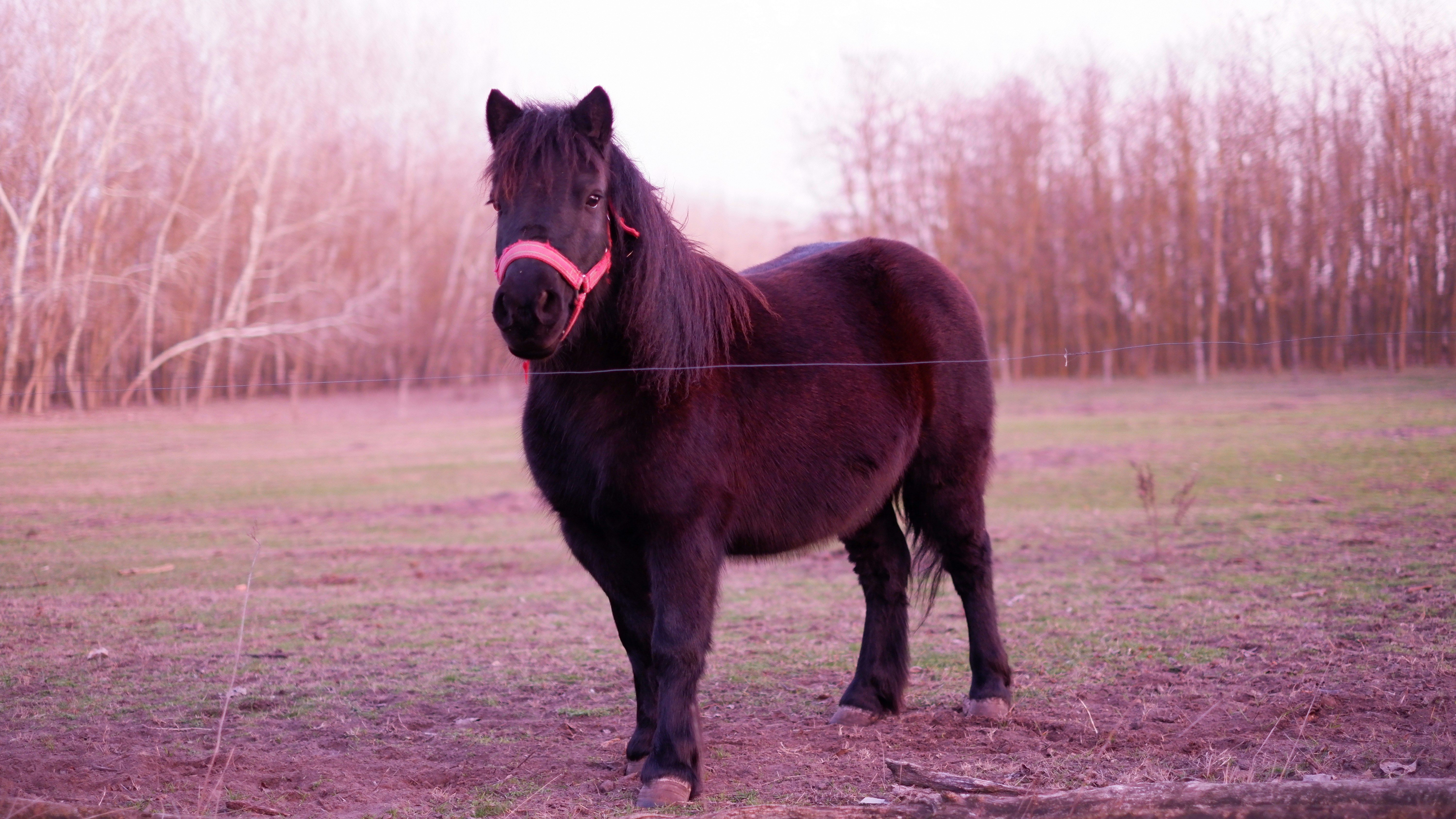 Stillness in the Field: A Black Gelding Under Soft Evening Light