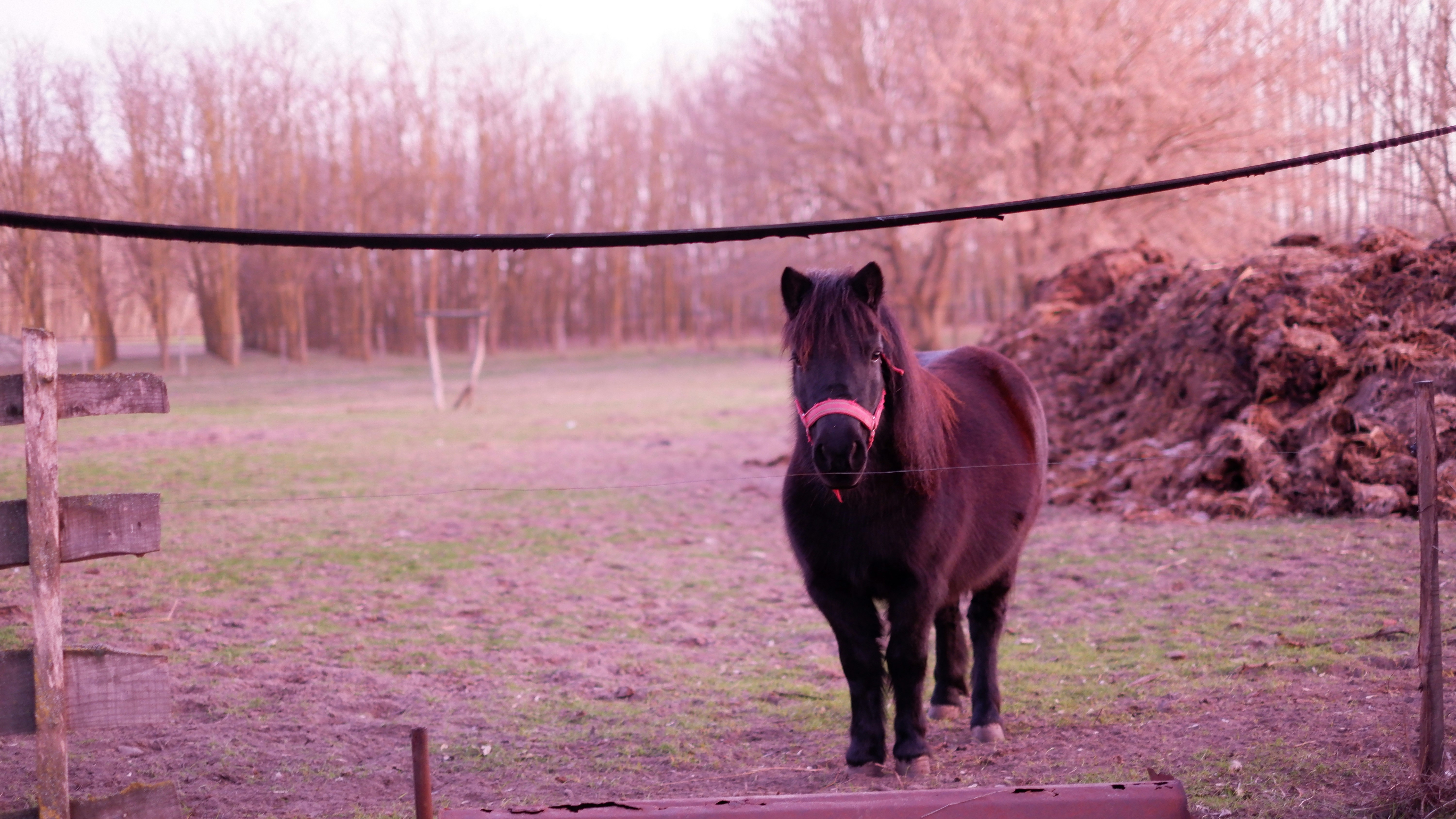 Midfield Sentinel: A Sturdy Horse Beneath a Looming Wire