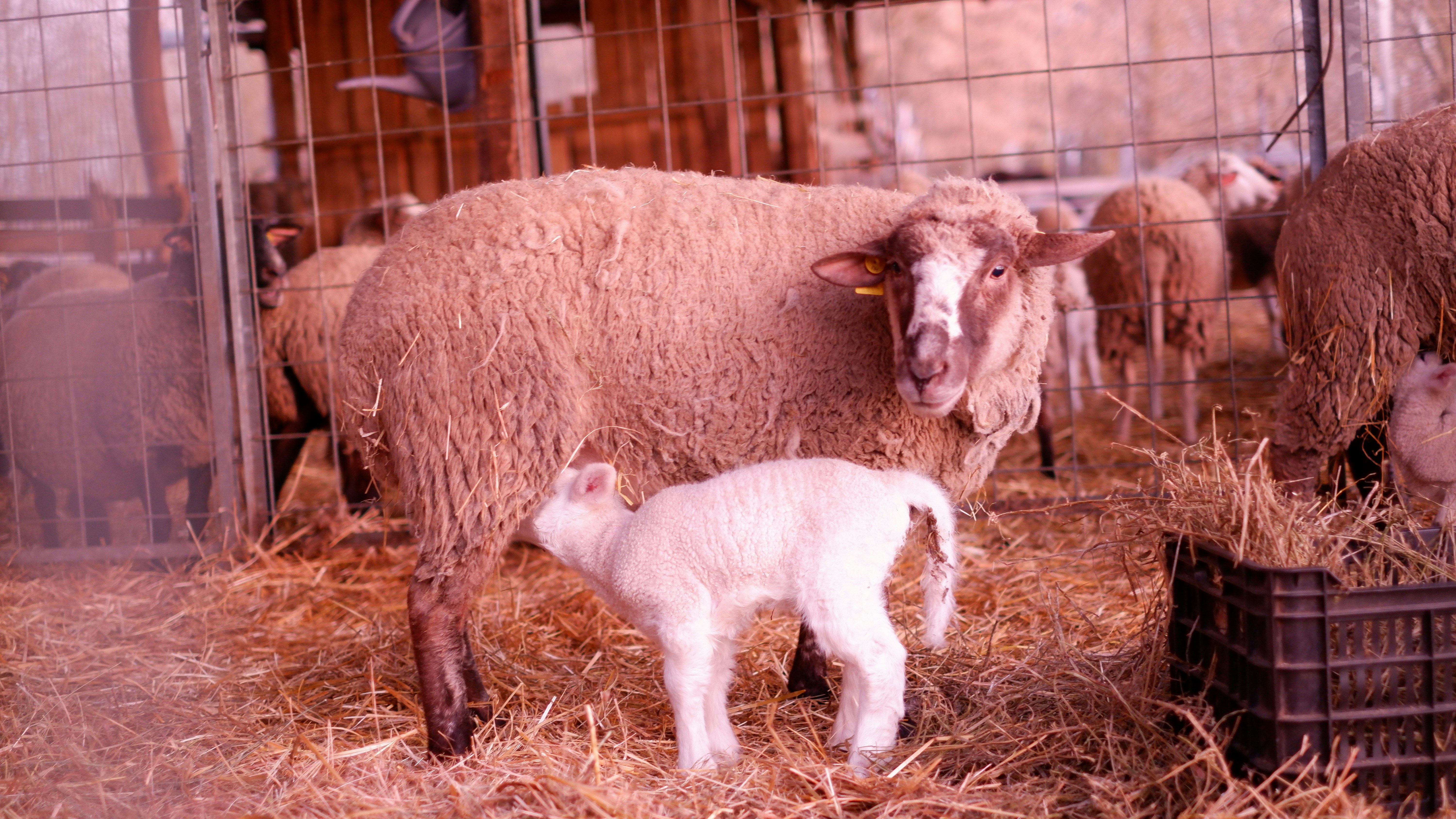 Innocent New Arrival: A Crest of Calf-born Curiosity in the Barn