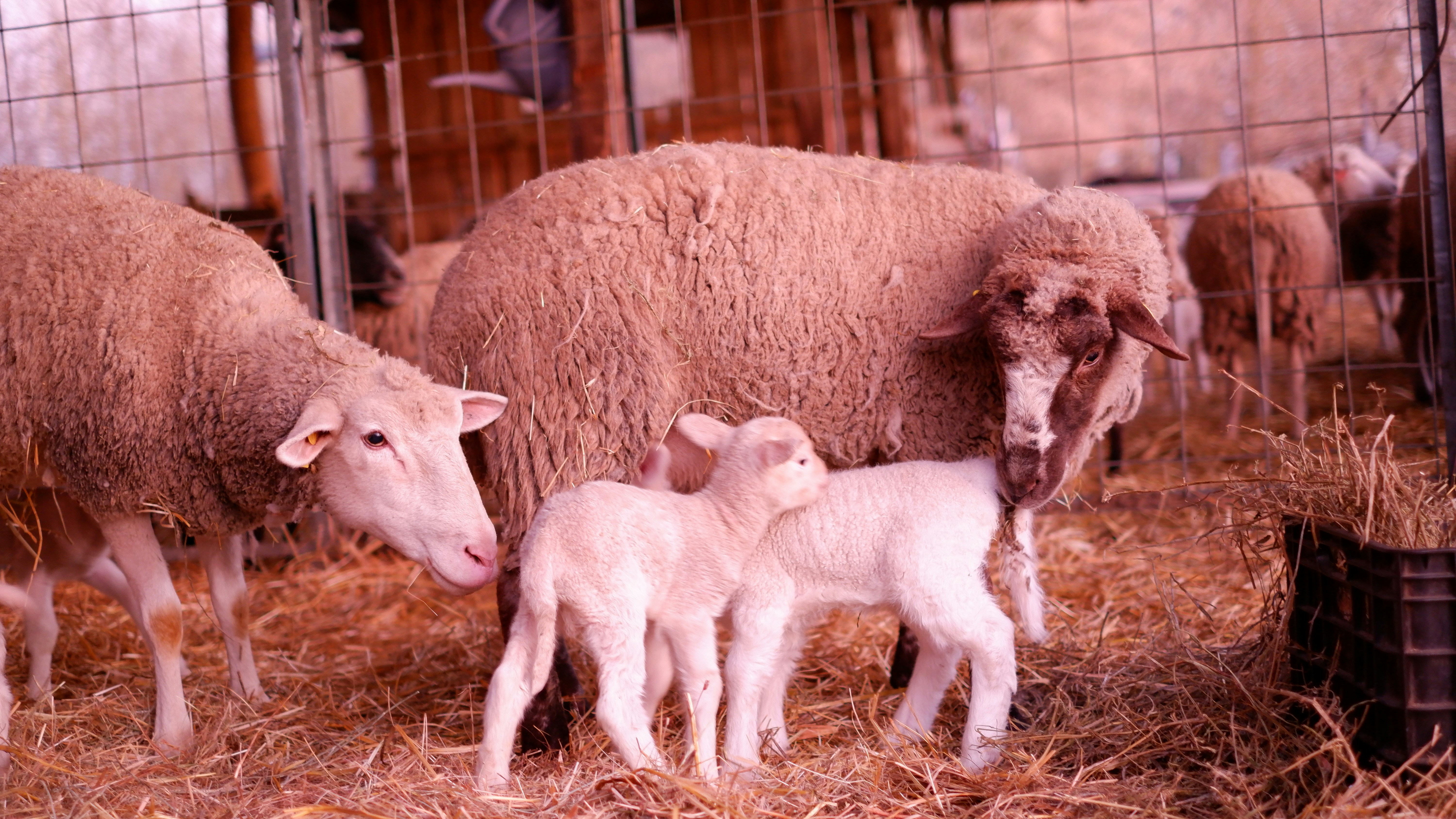 Lambs at the Gate: A Curiously Quiet Moment Among Flocks