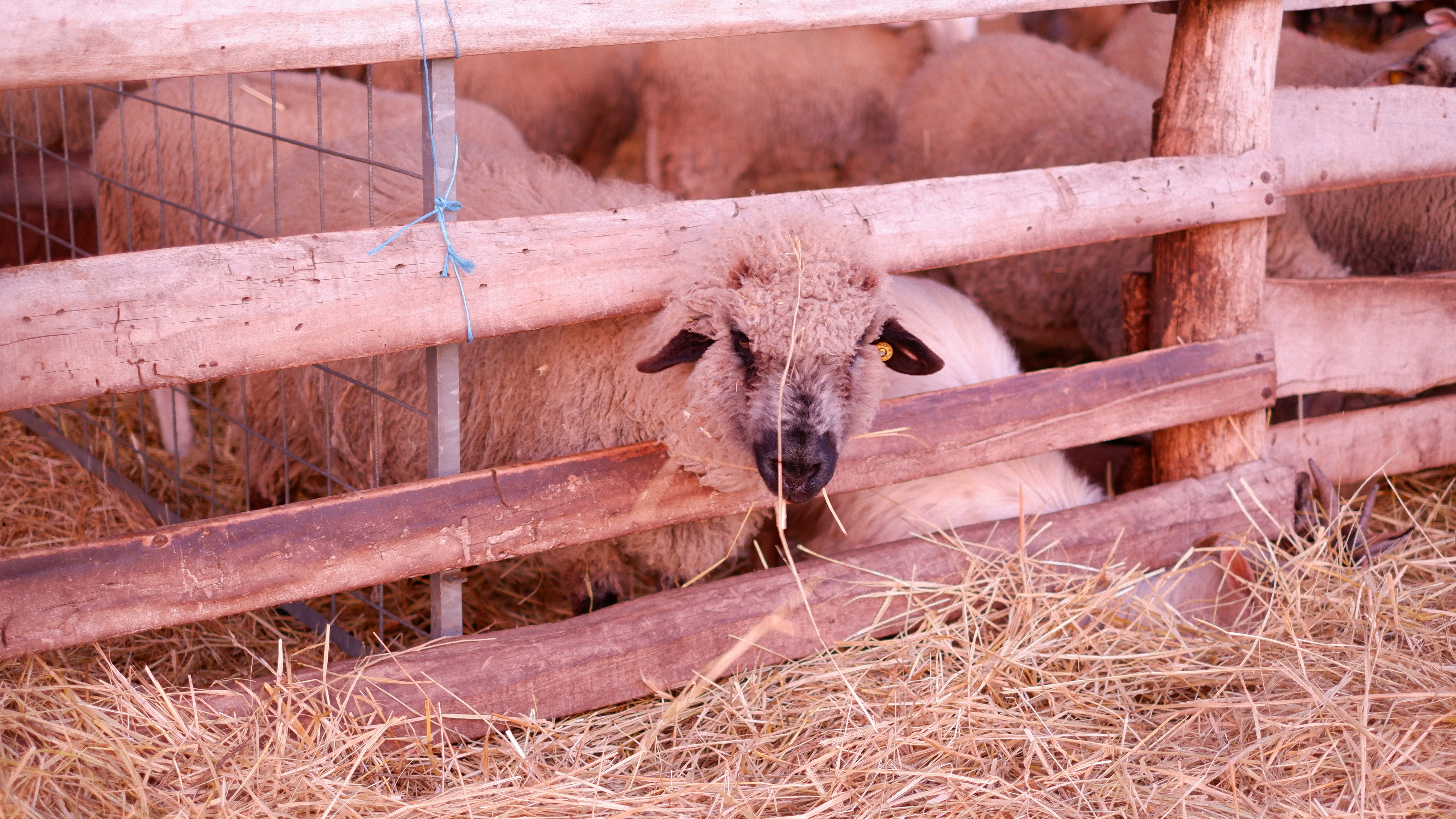 Curious ewe Presses Through Wooden Slats