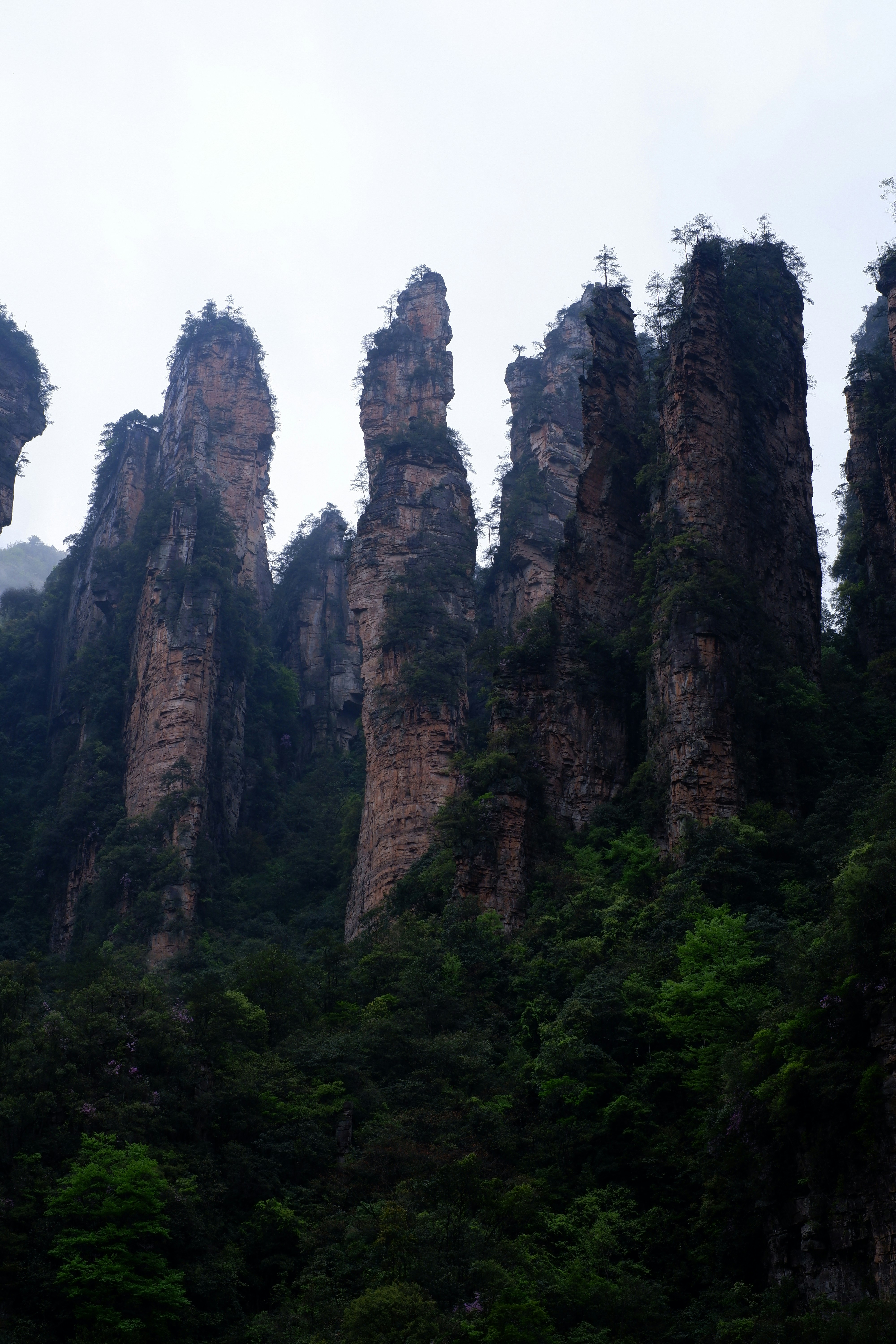 Stilted Giants: Vertical Cliffs Rise Through Misty Forest