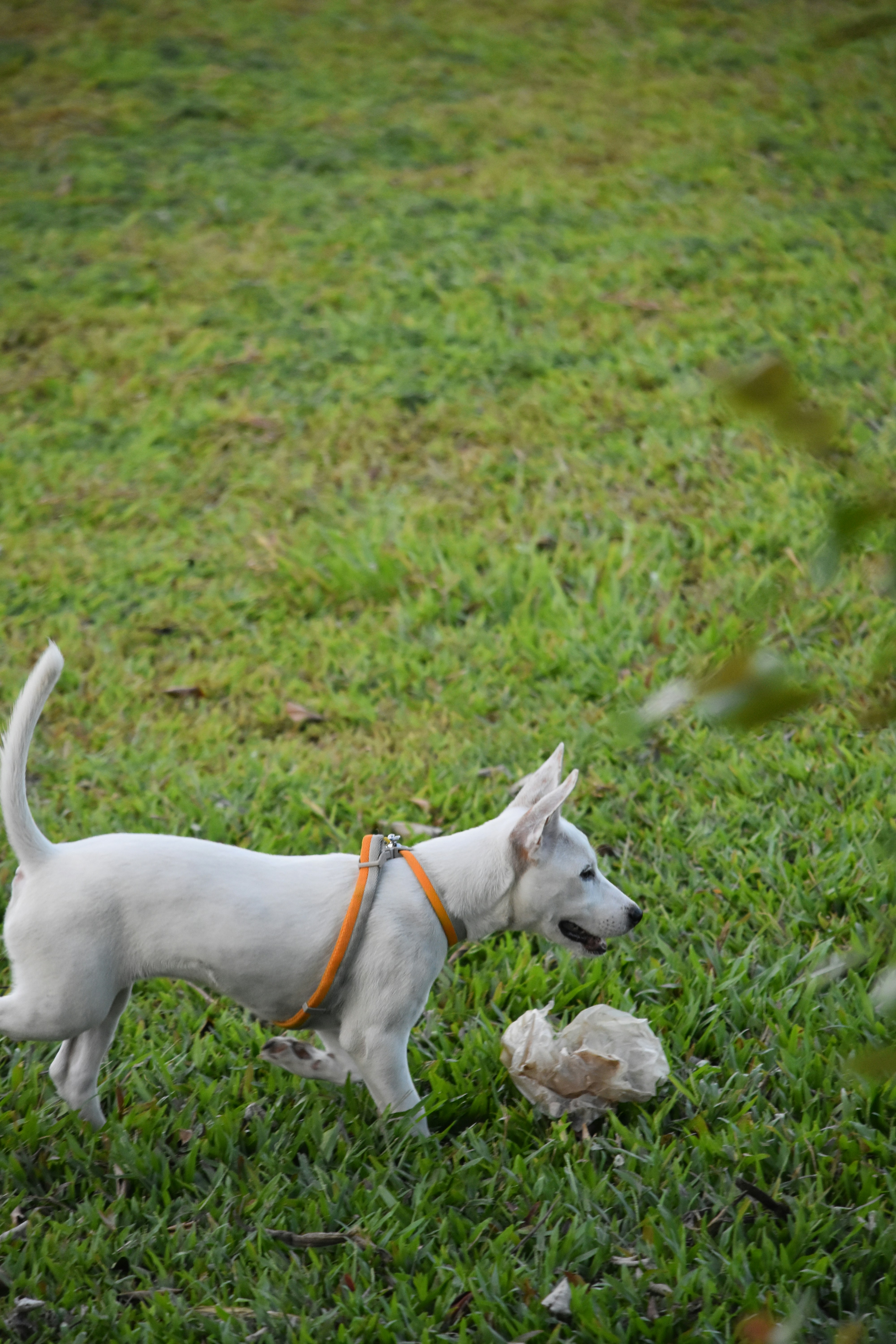 White Shepherd on Grass: Orange Harness and a Crumpled Paper Artifact