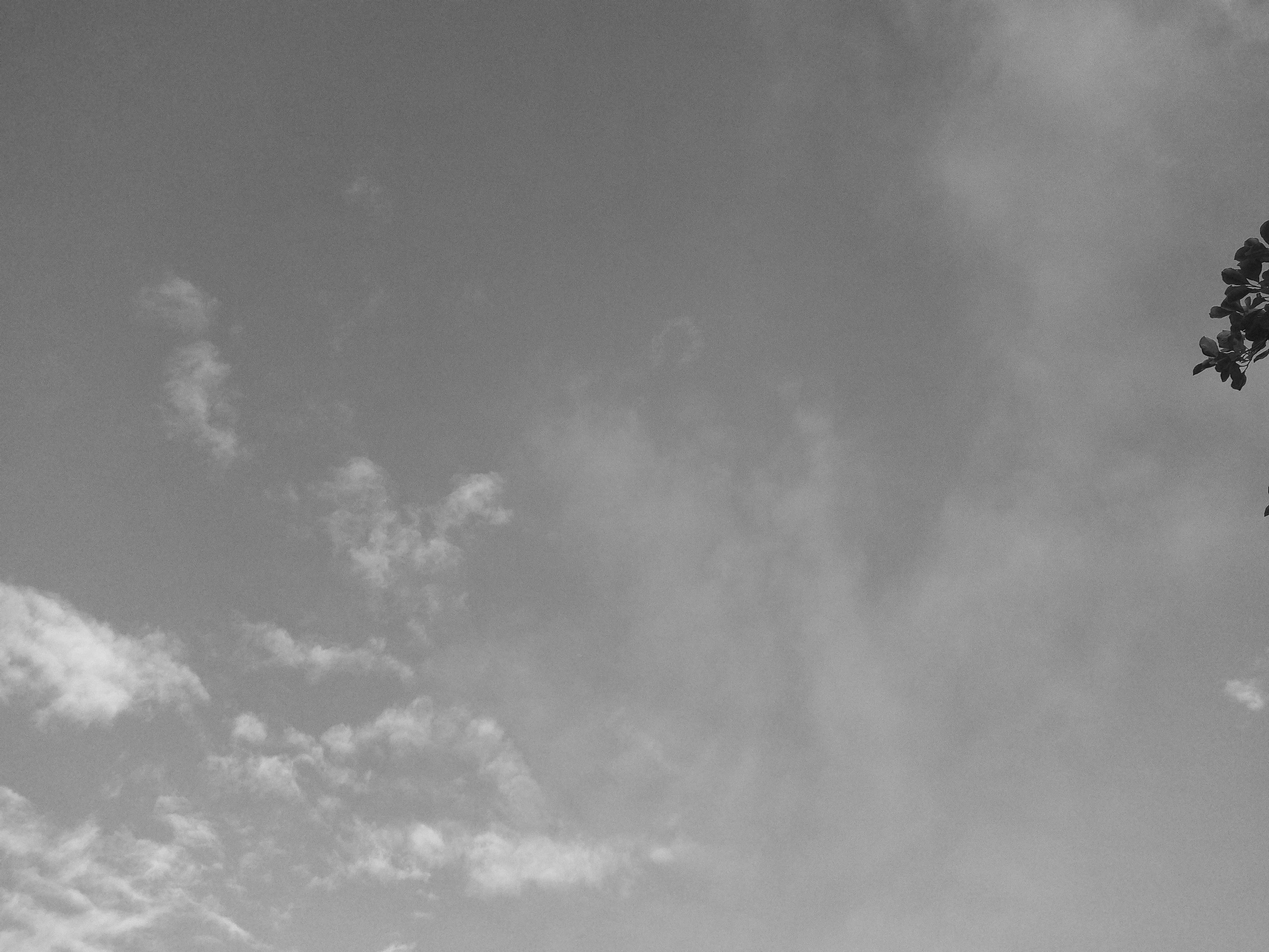 Black and white sky with clouds and a tree branch.