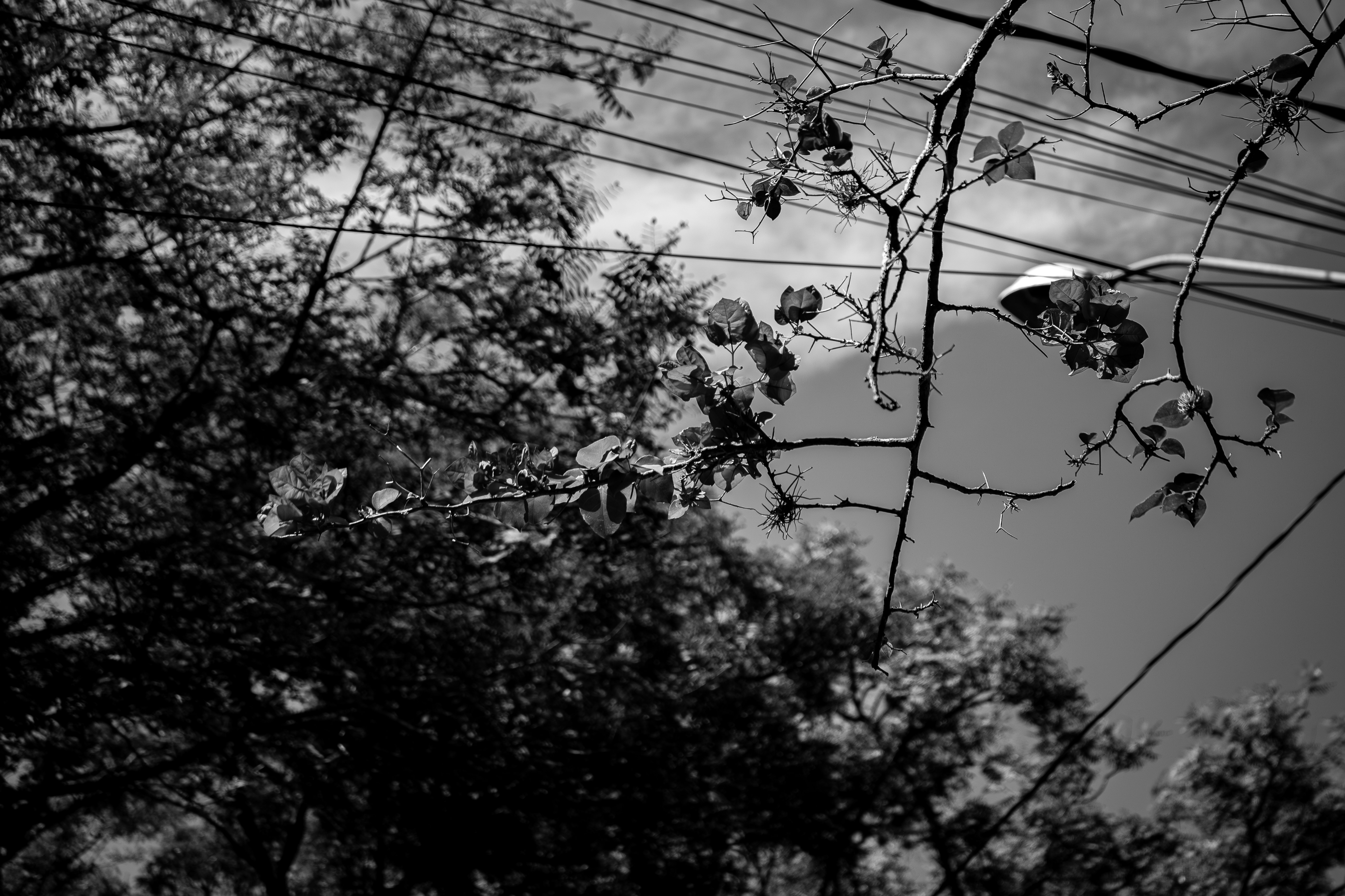 Twilight Veins: Branches Against a Quiet Sky