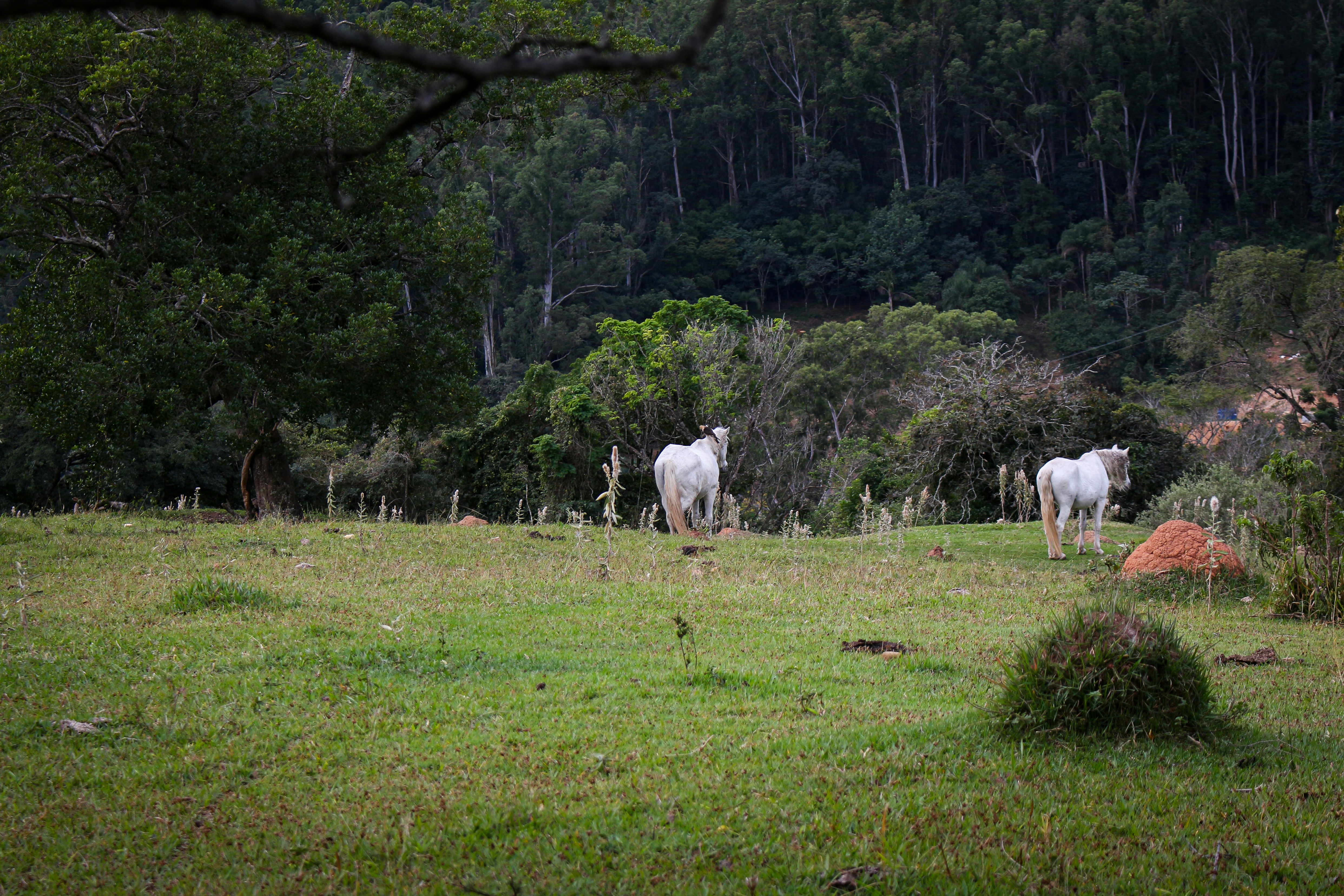 Pasture Watch: White Horses on a Quiet Plain