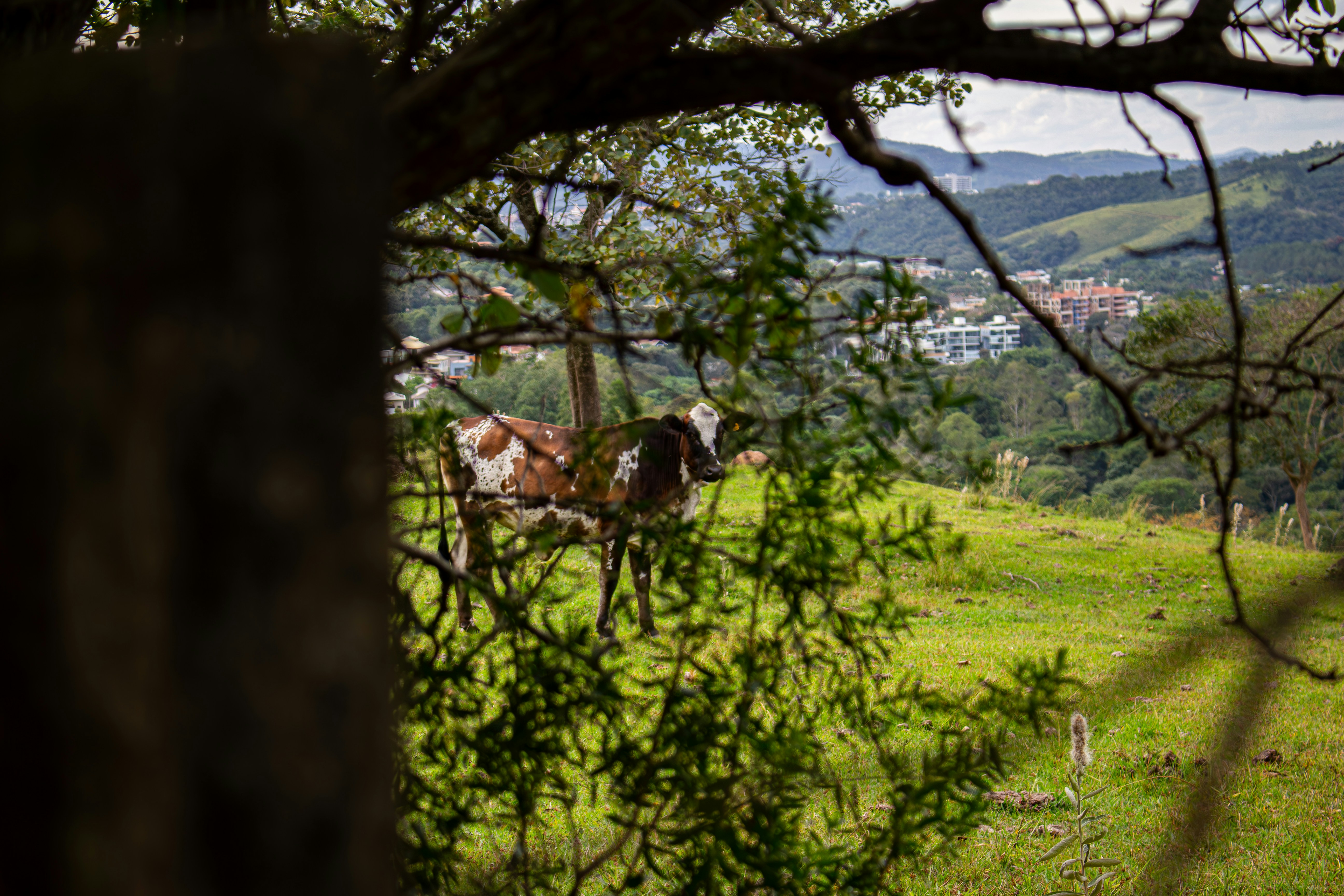Cattle in a sunlit valley framed by a shady foreground