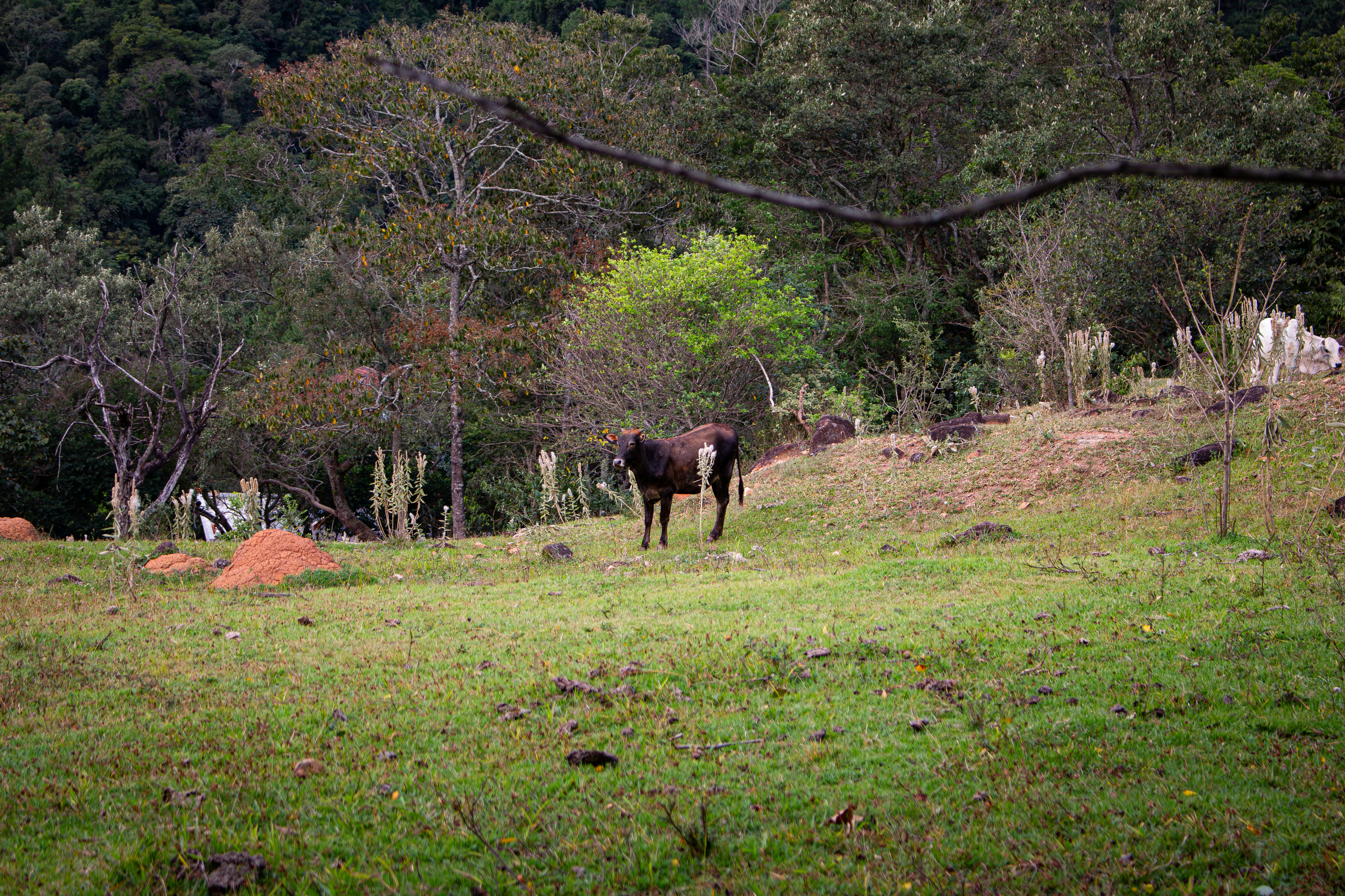 Alcove in the Meadow: A Lone Horse among the Trees