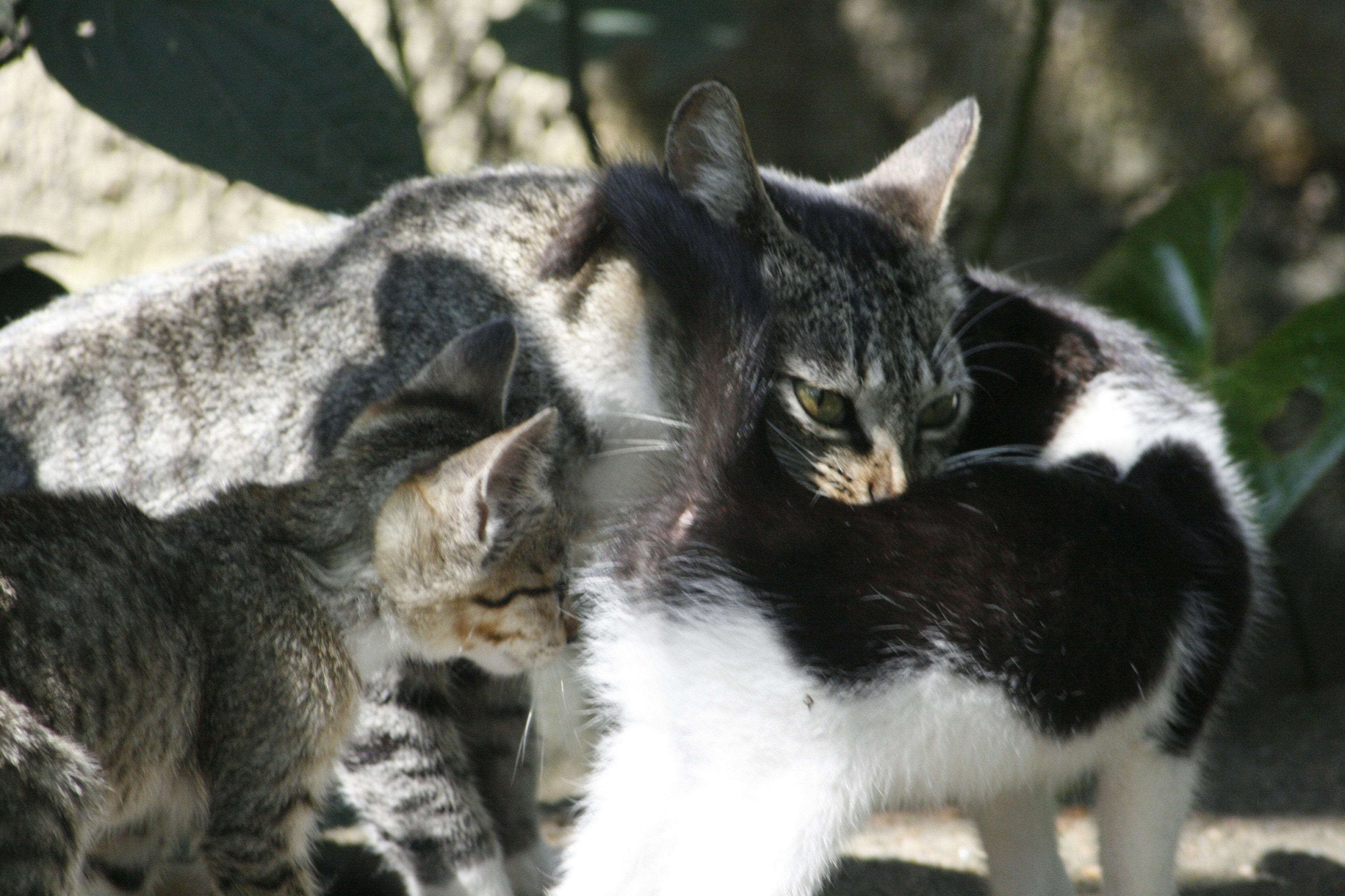 Curious Feline Cluster: A Trio of Stray Cats in Dappled Sunlight