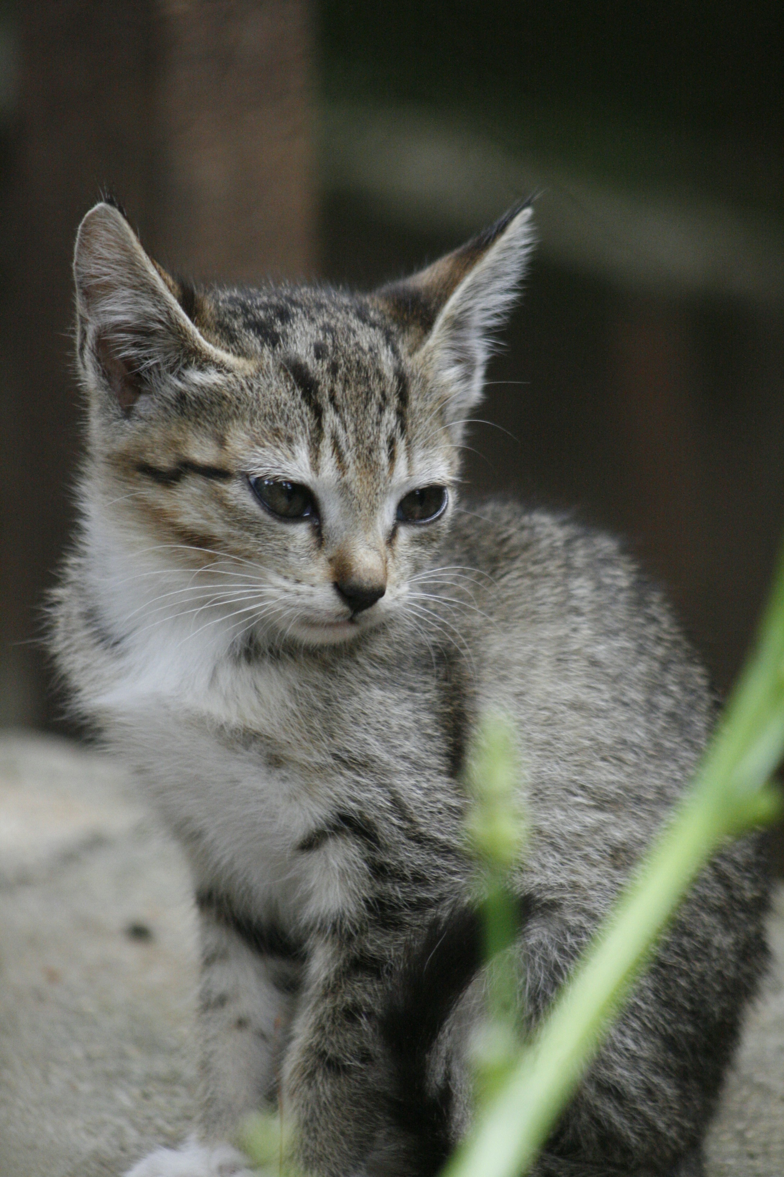 Curious Kitten Pauses to Inspect the World