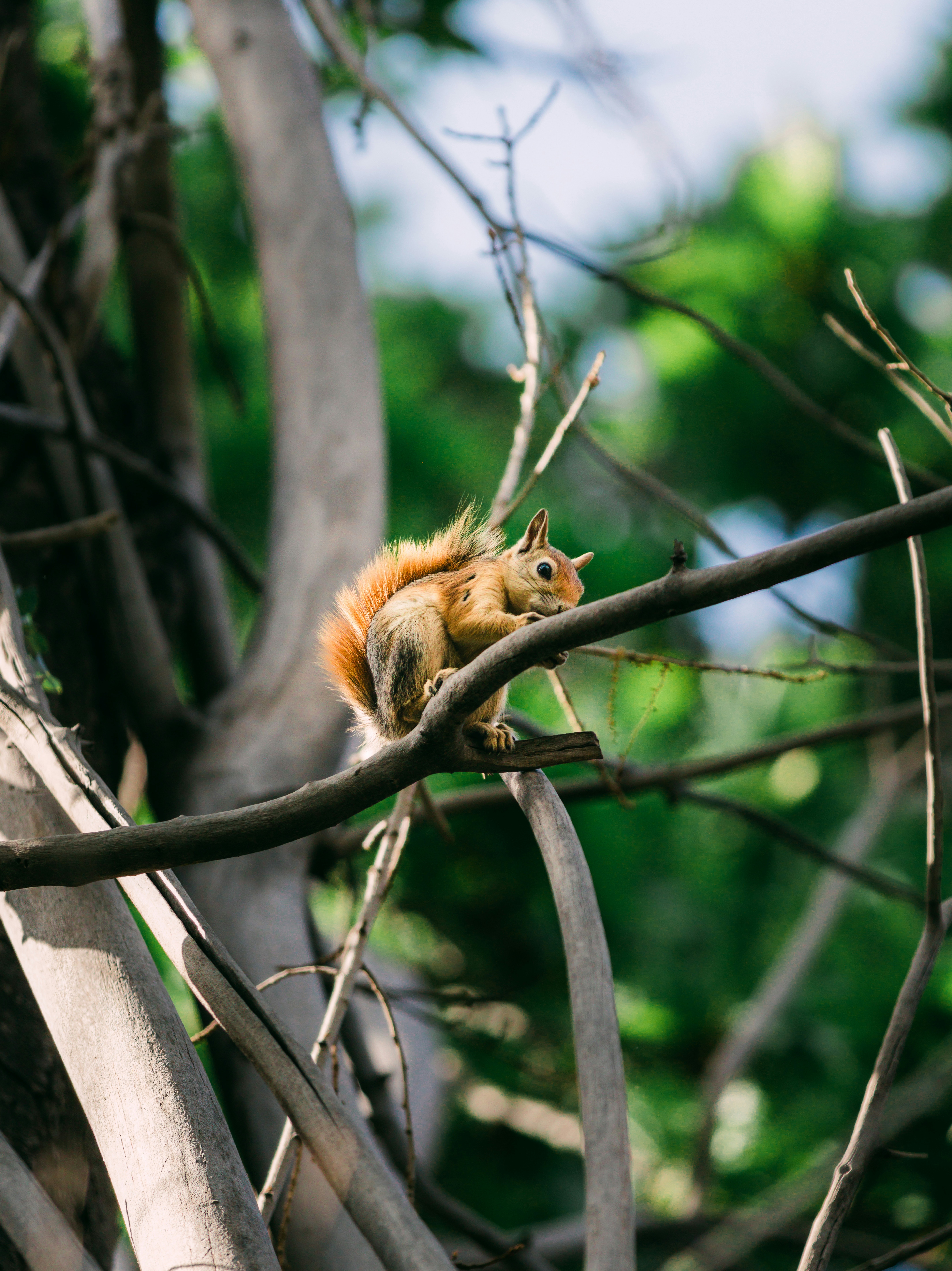Squirrel on a Branch: A Sunlit Moment Among Branches