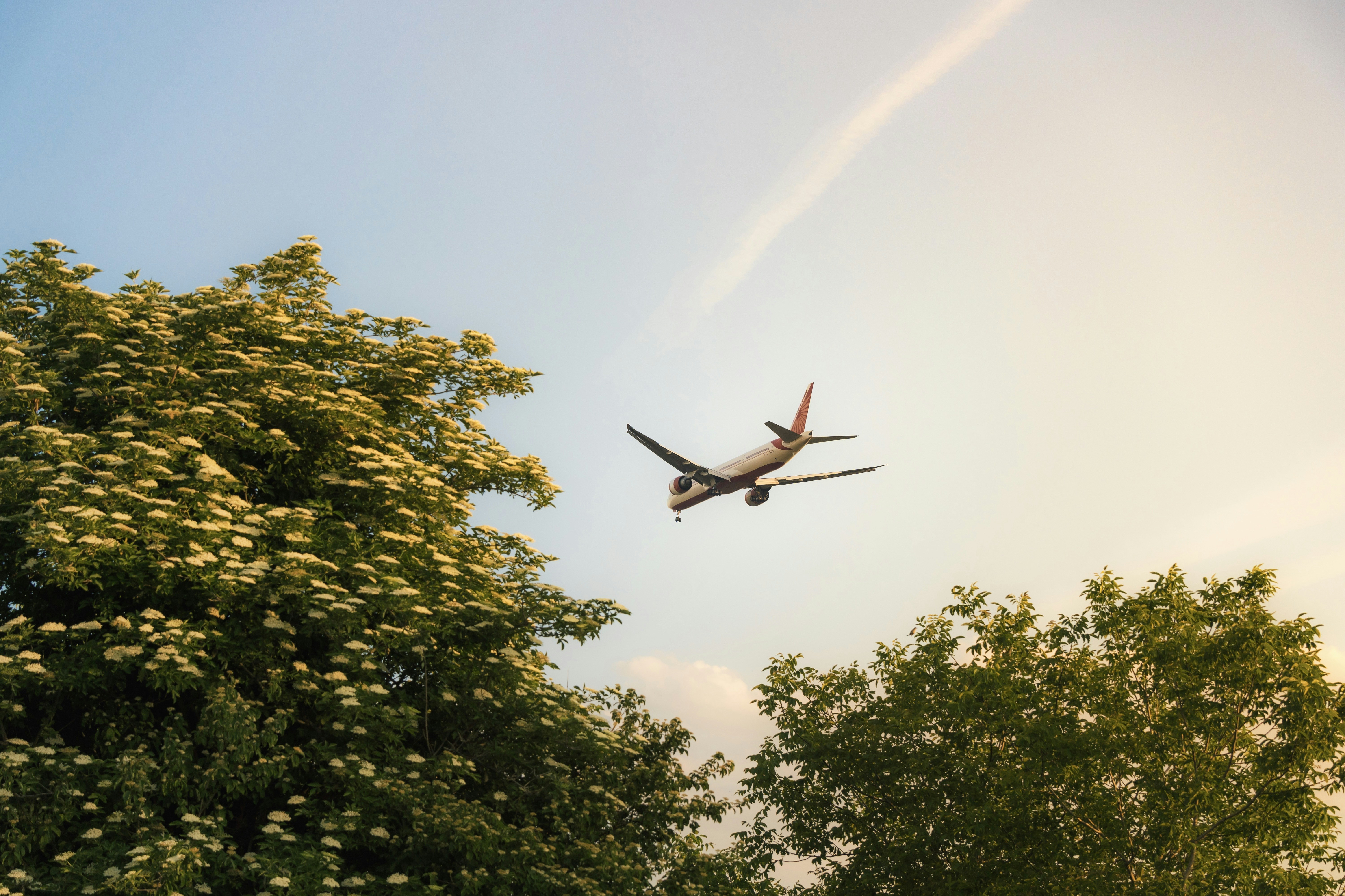Jet Crossing Over a Canopy: A Moment of Skyward Flight