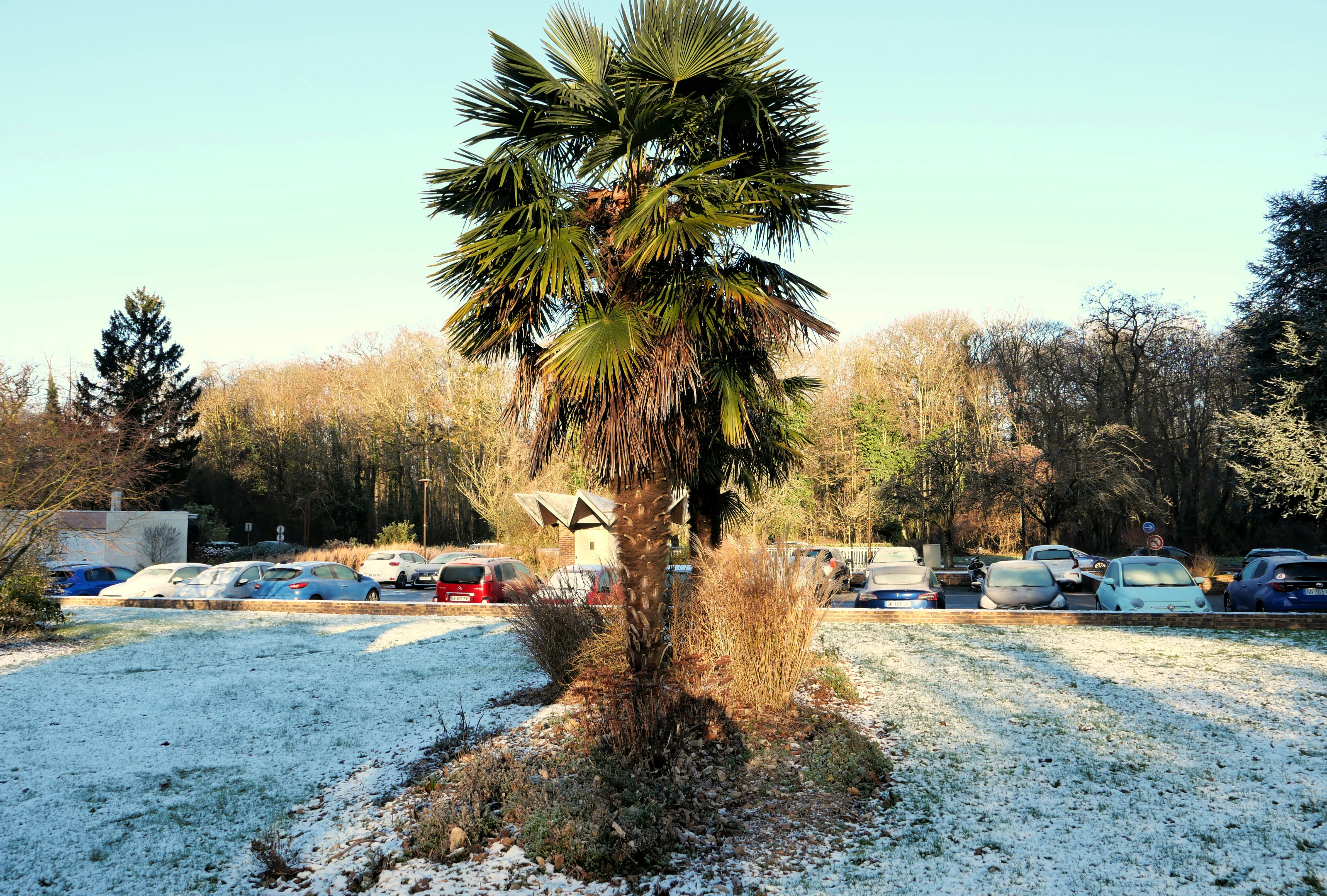 Midday Palm Center: A Lone Palm Reaching Above a Snow-dusted Parking Lot