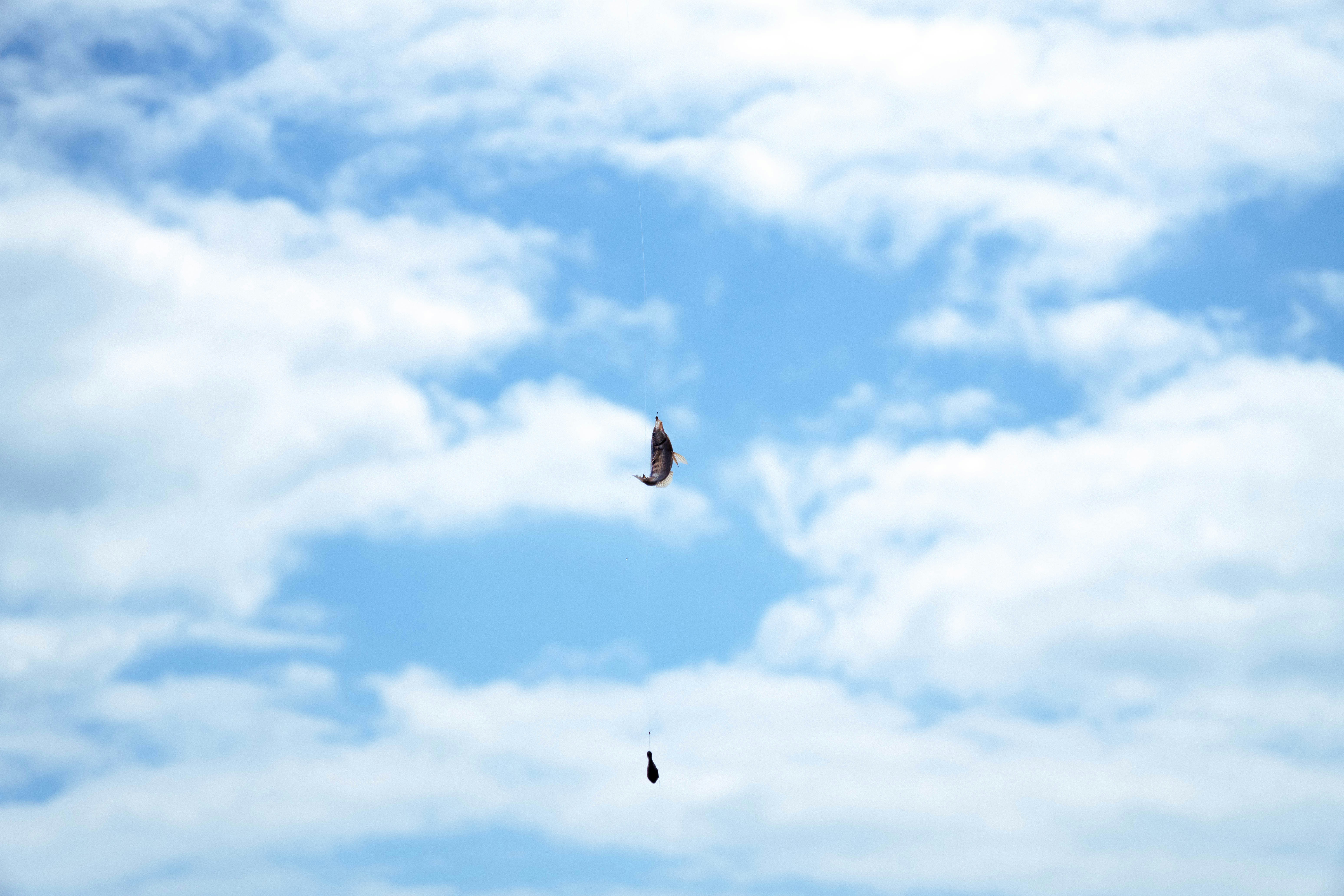 Two birds flying in a blue sky with white clouds.