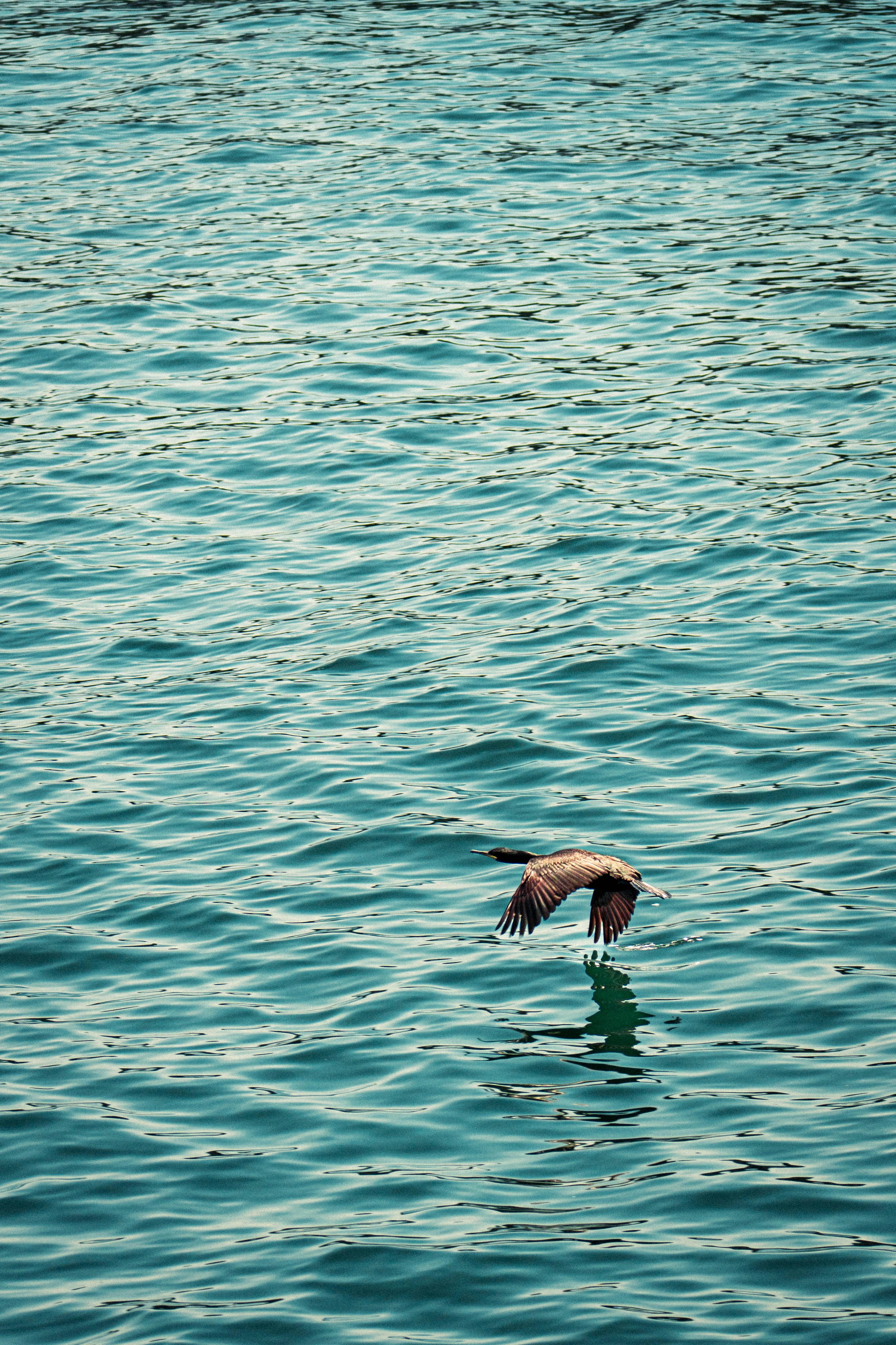 Wingbeat over turquoise ripples: a lone gull intercepts the wind