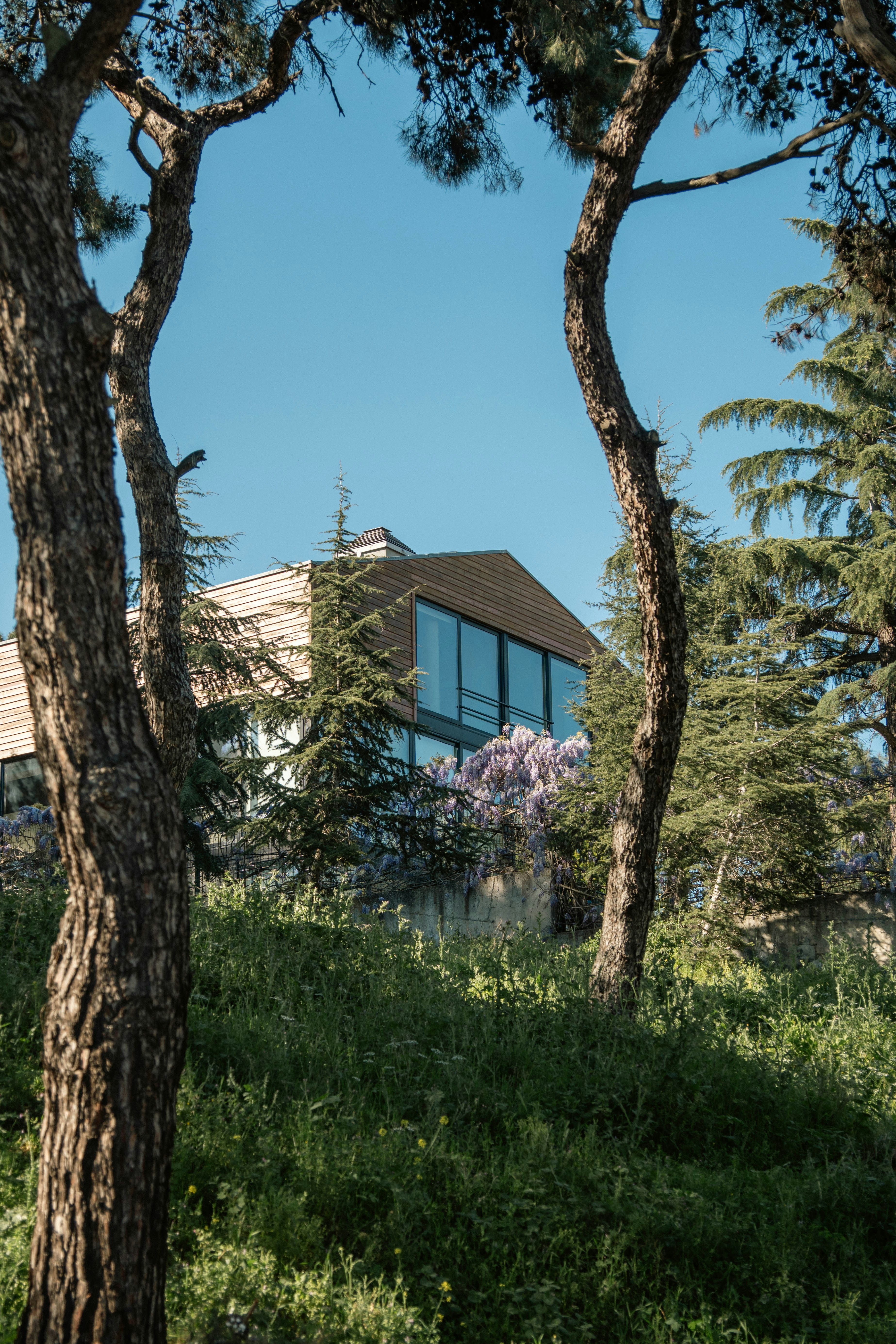 Sunlit Pines Framing a Modern House