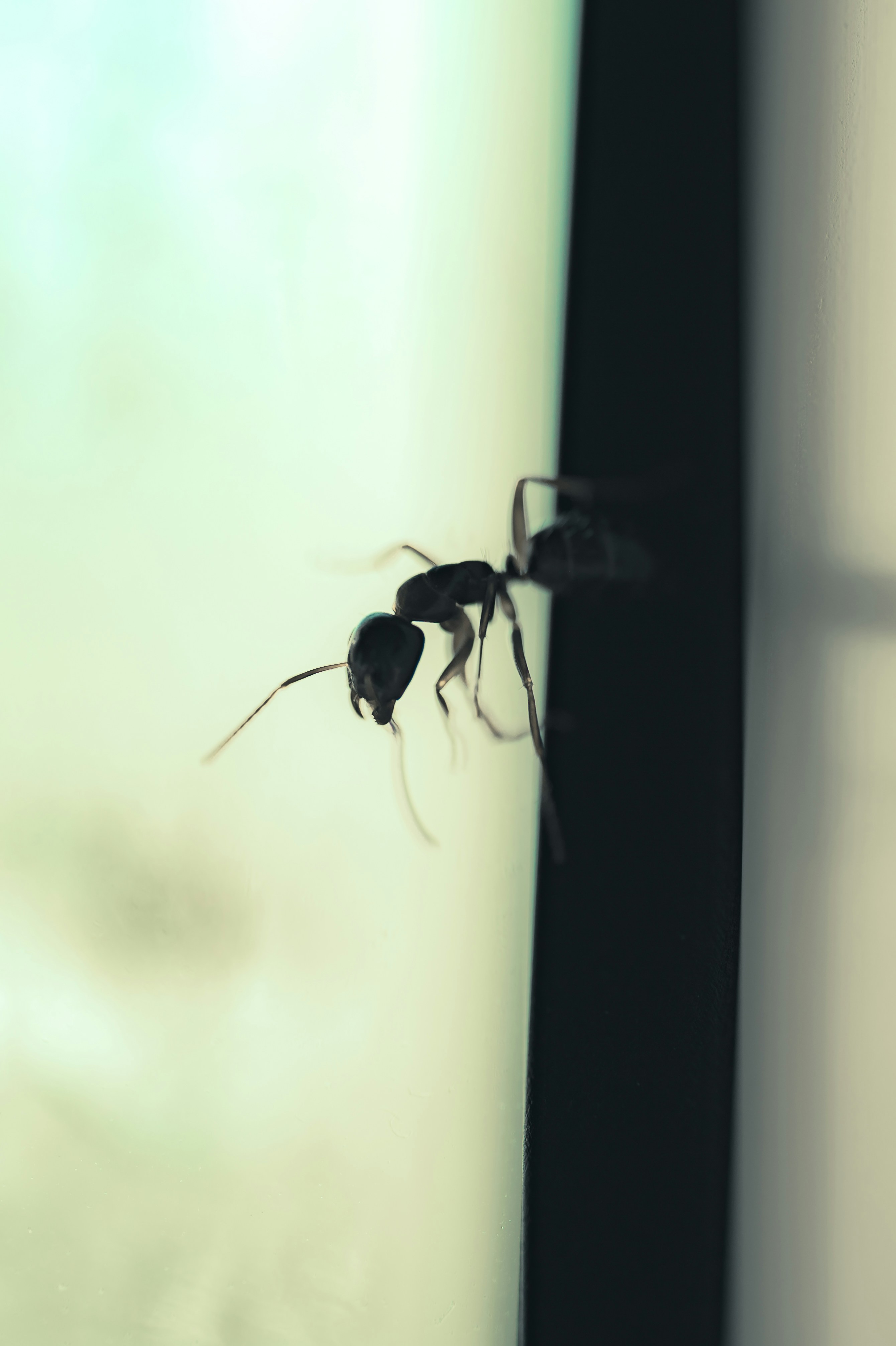 Ant on the Window: A Quiet Moment of Focus