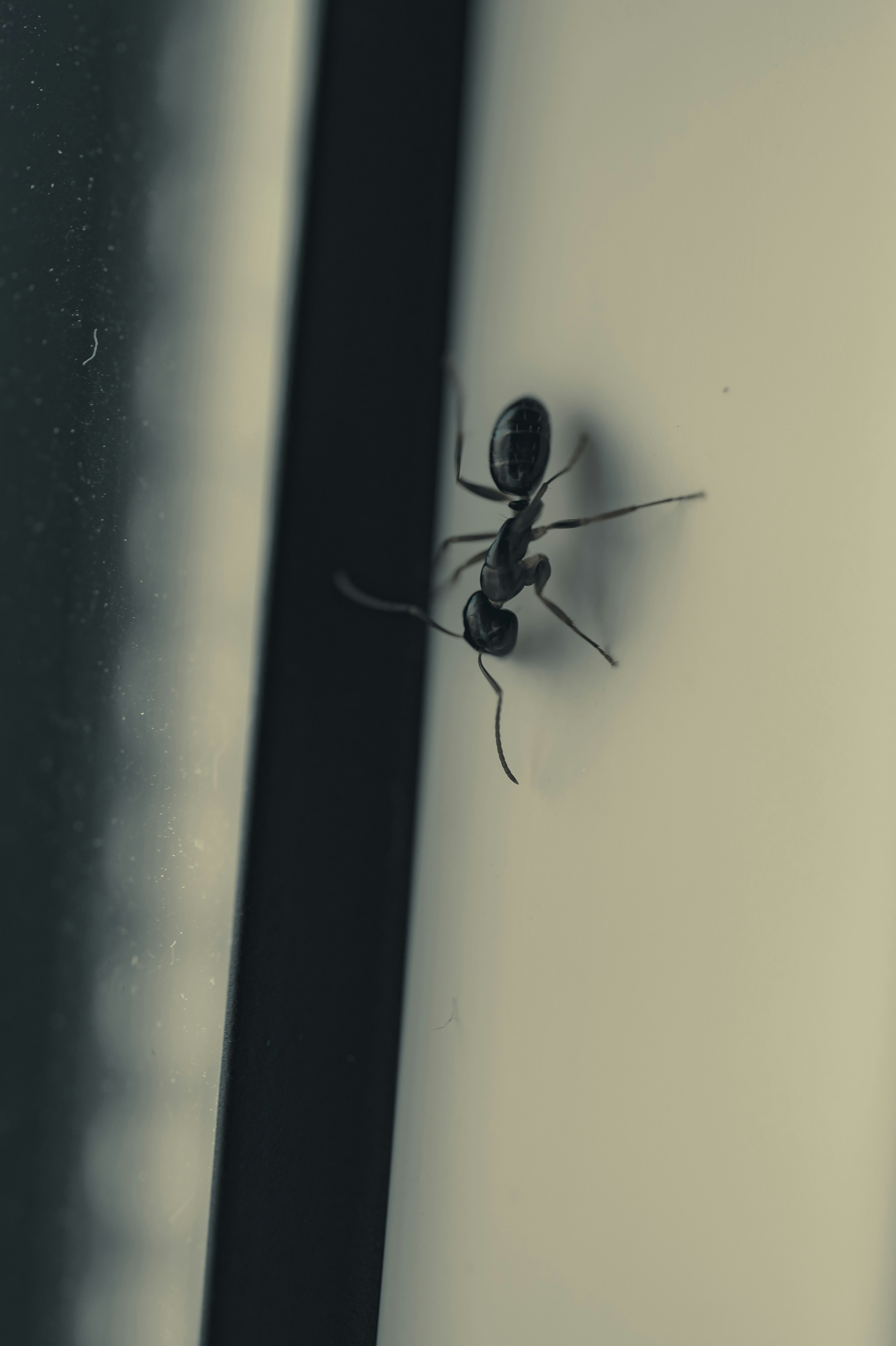 Ant on Glass: a Tiny Architect at the Edge of Light