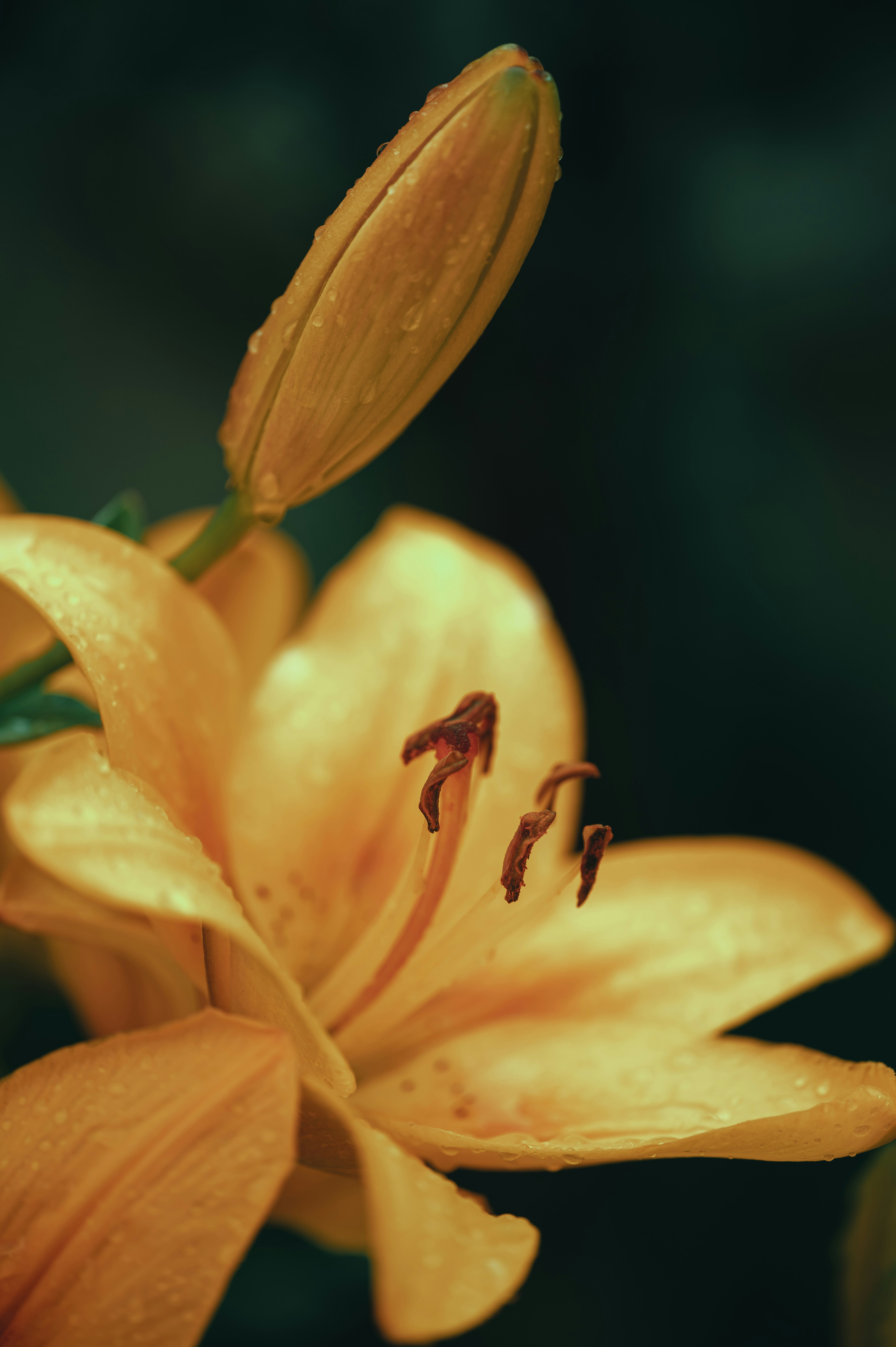 Orange lily flower with prominent stamens and an unopened bud.