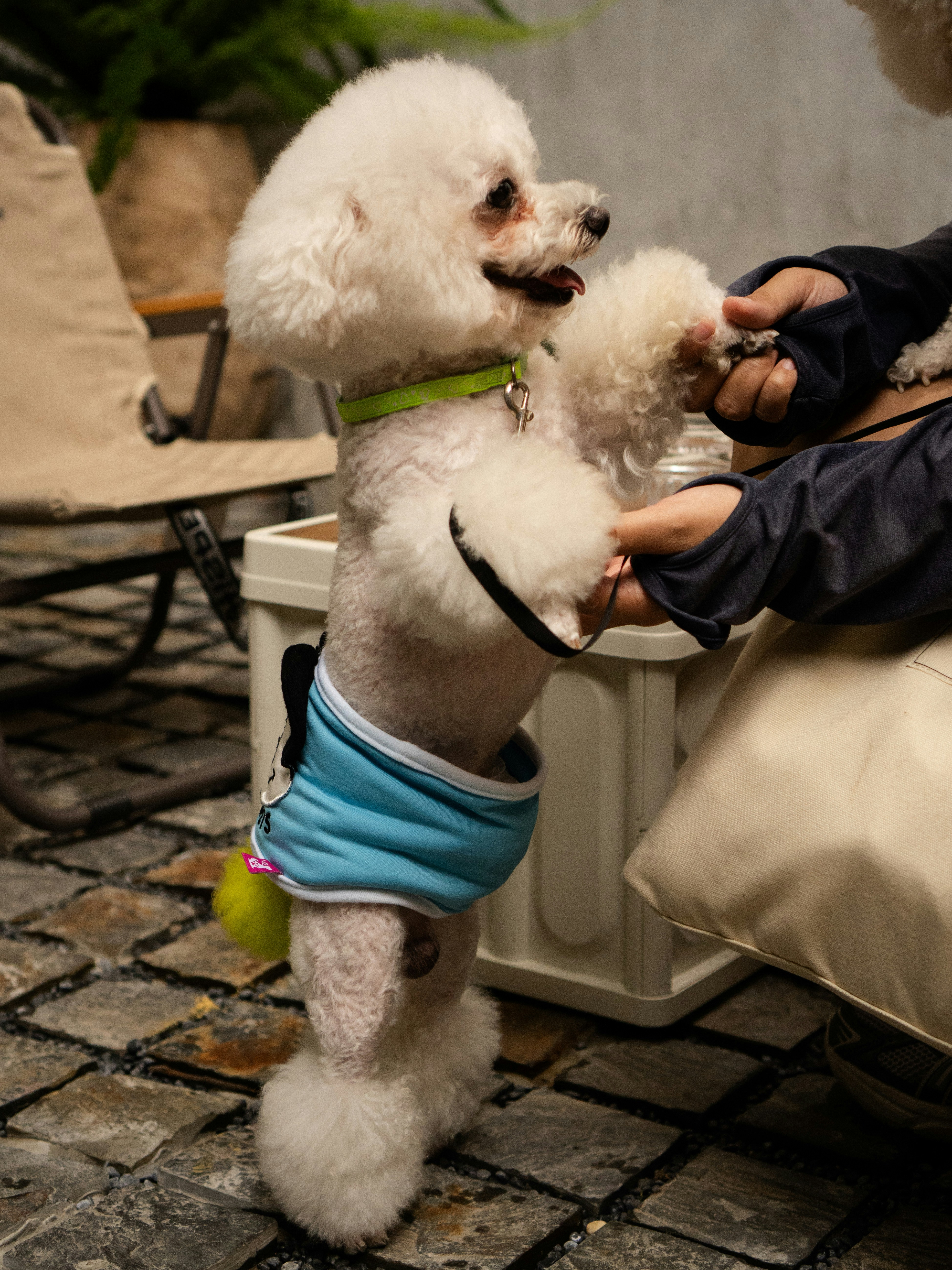 Tiny Pompom Paws: A Bouncy Greeting