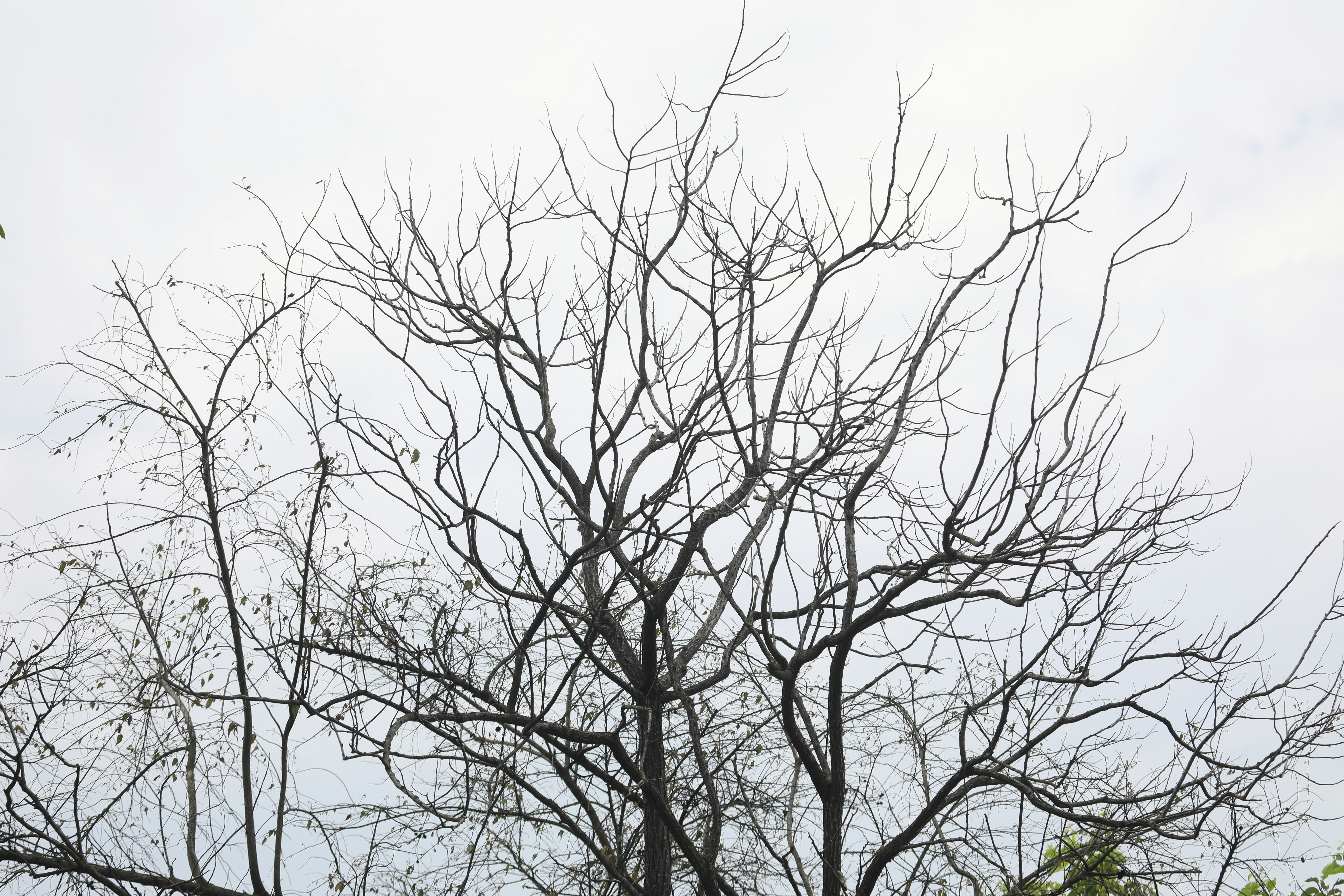 Bare tree branches against a bright, cloudy sky.