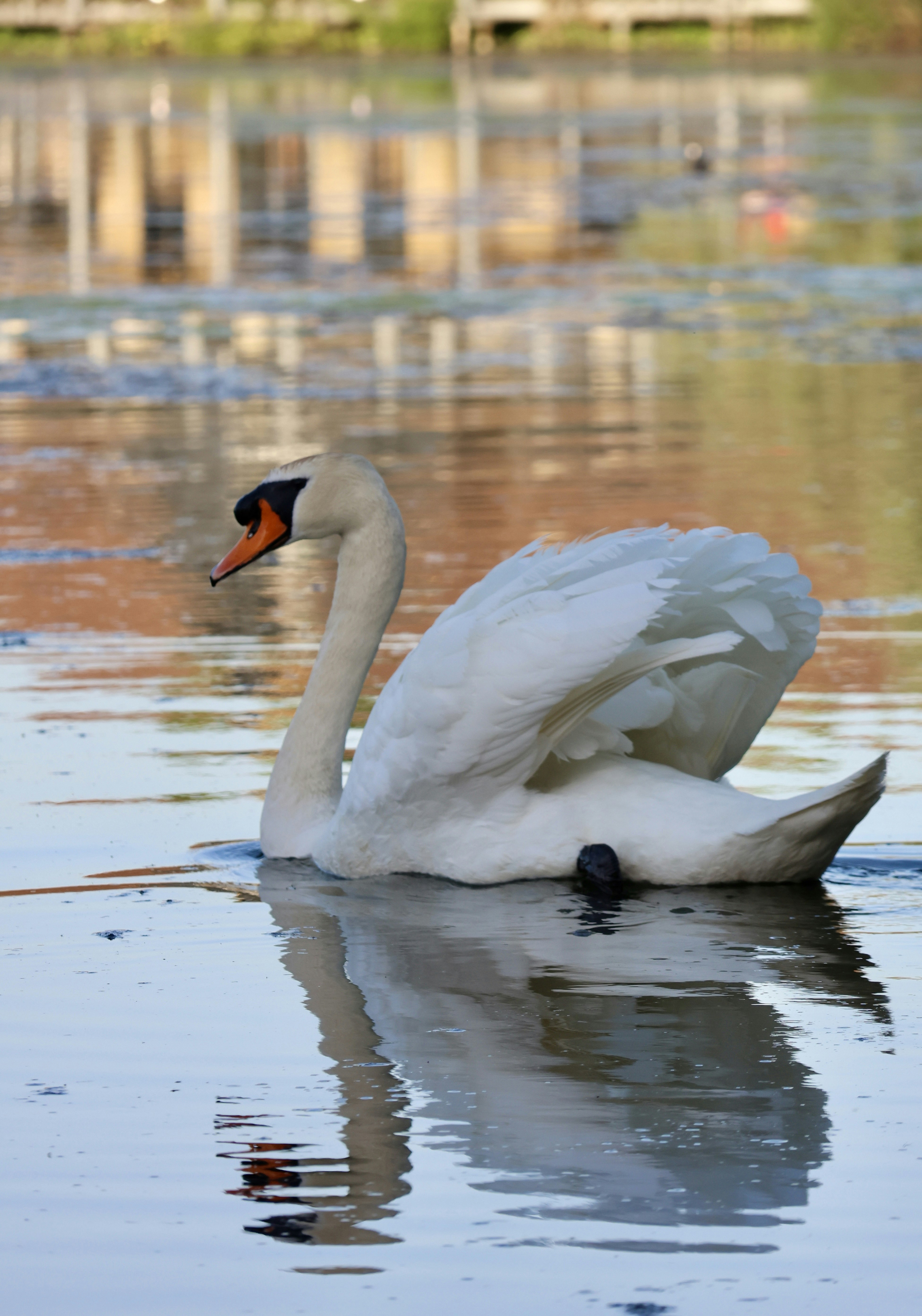 A white swan swimming gracefully on calm water with reflections.