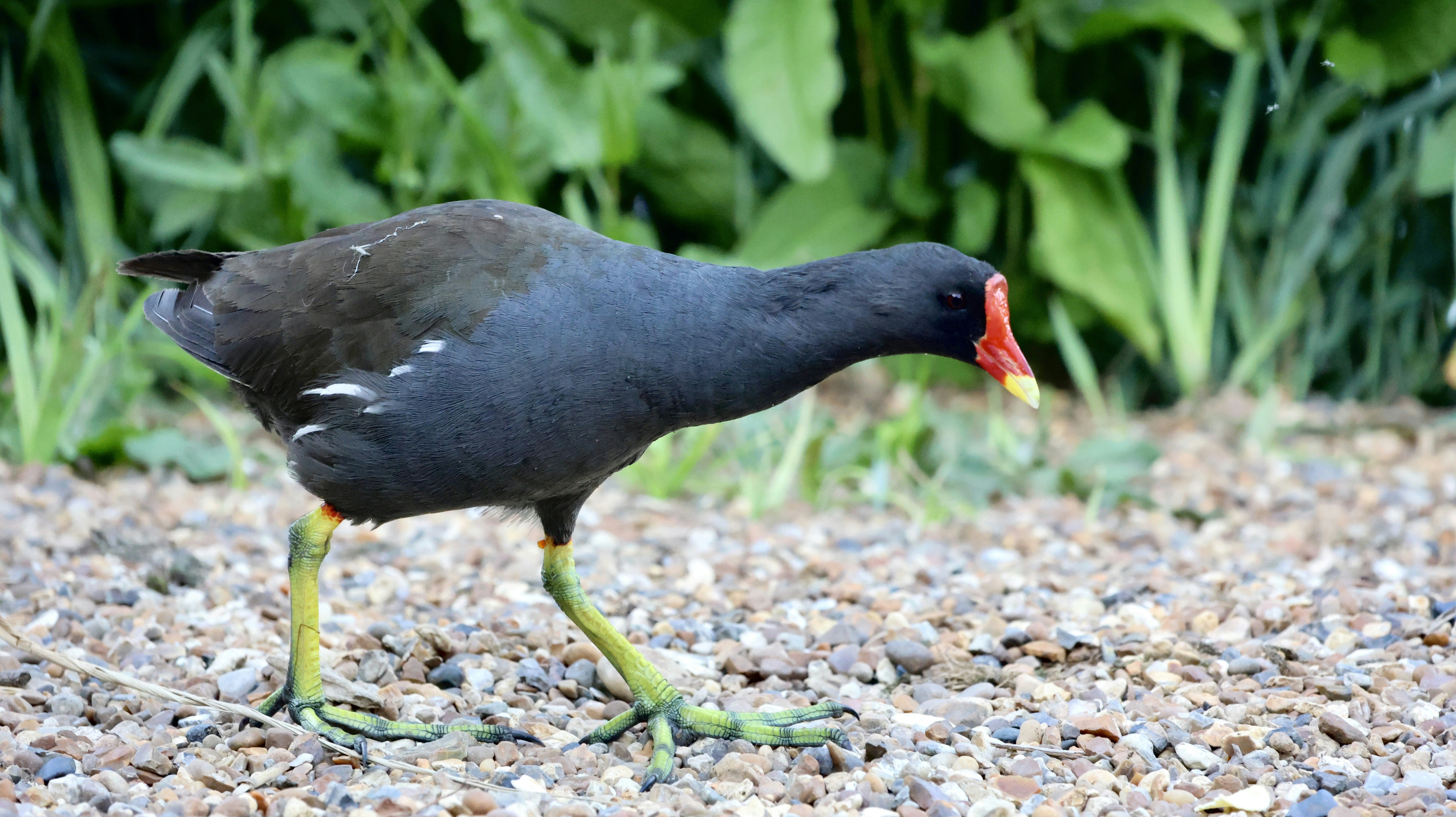Narrow-Path Stride: A Black Rail on a Pebble Riverbank