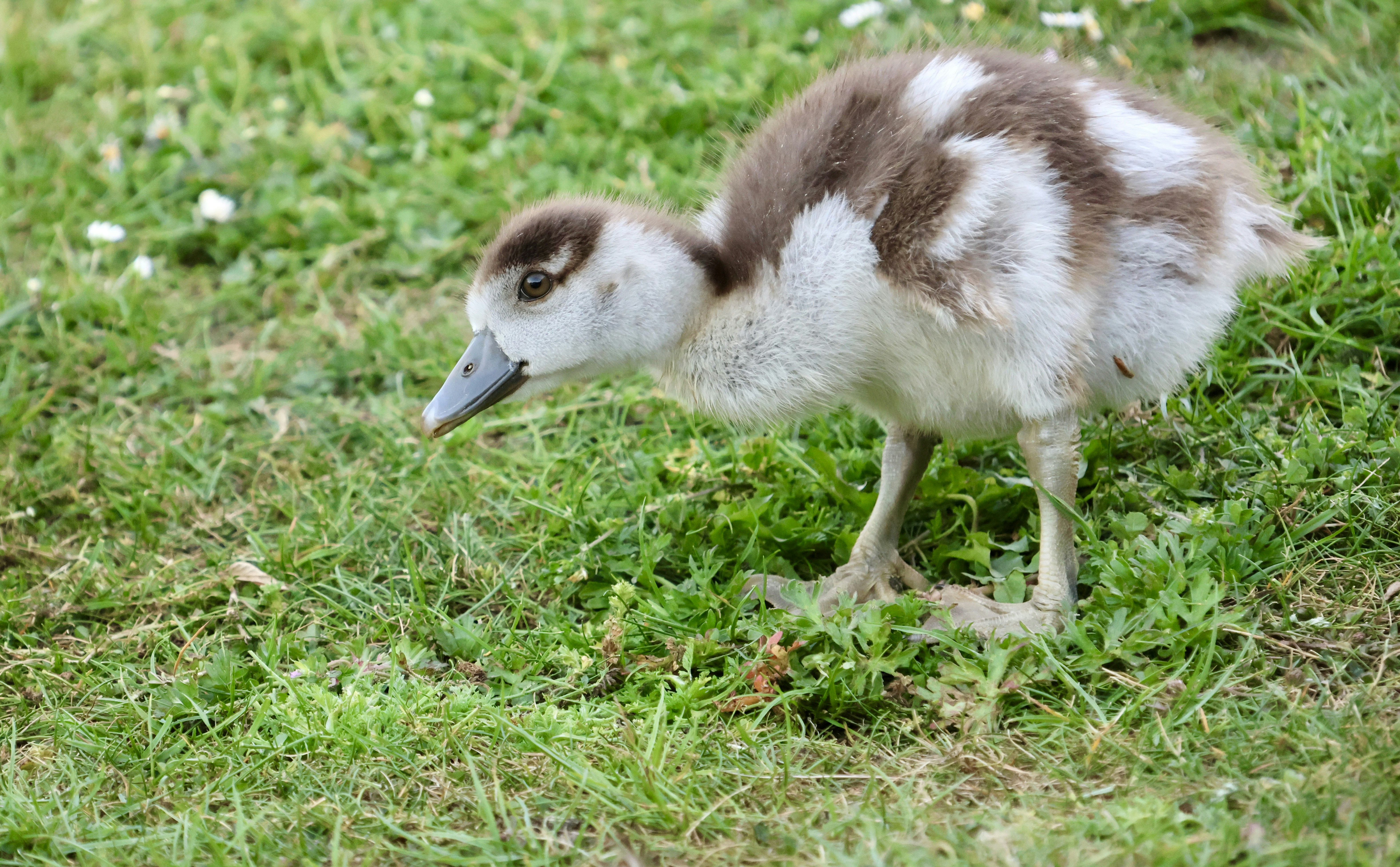 Tiny Heron Curiosity on Fresh Grass