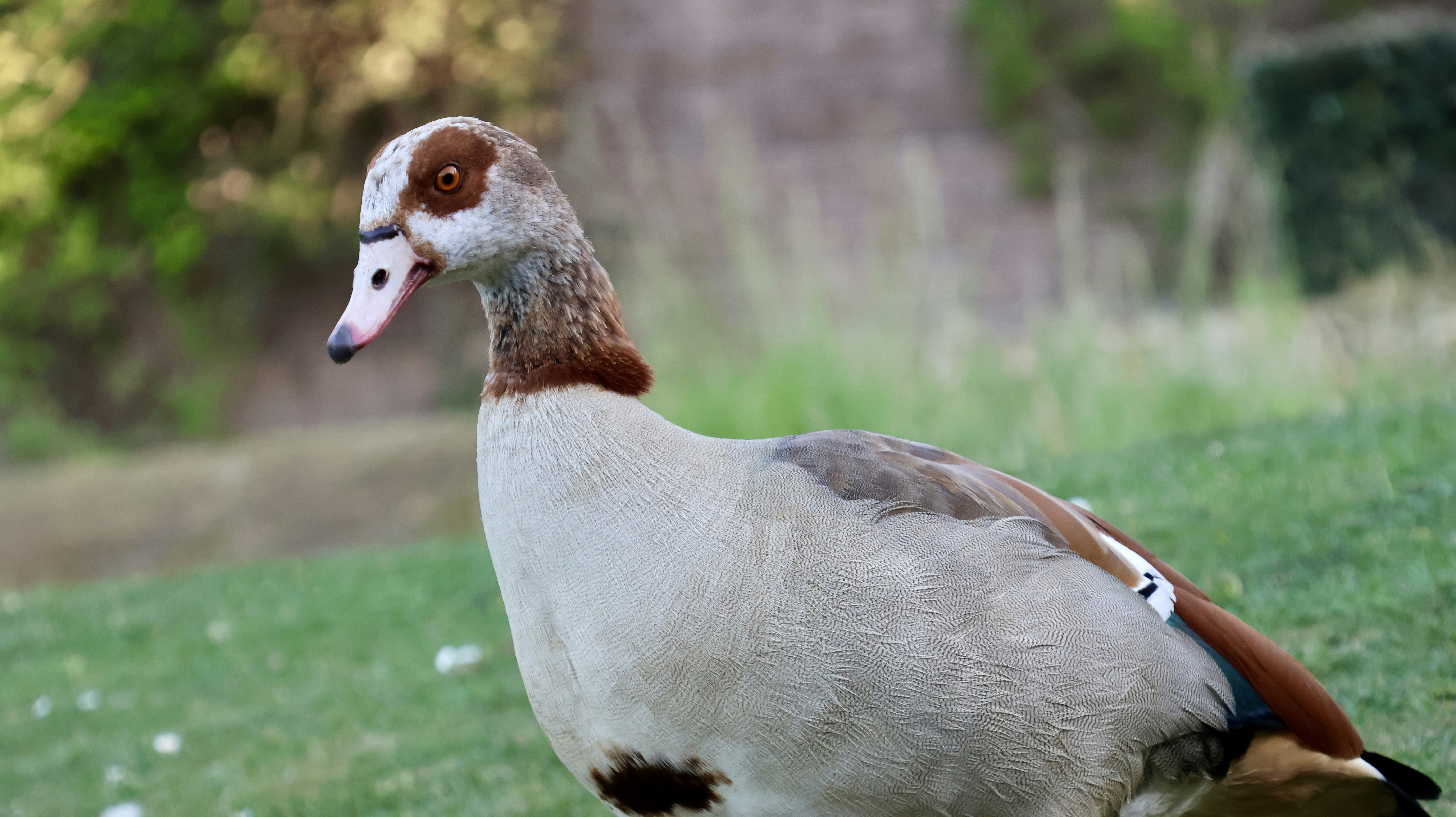 A Curved-Neck Moment: Ground-Level Duck in a Quiet Park