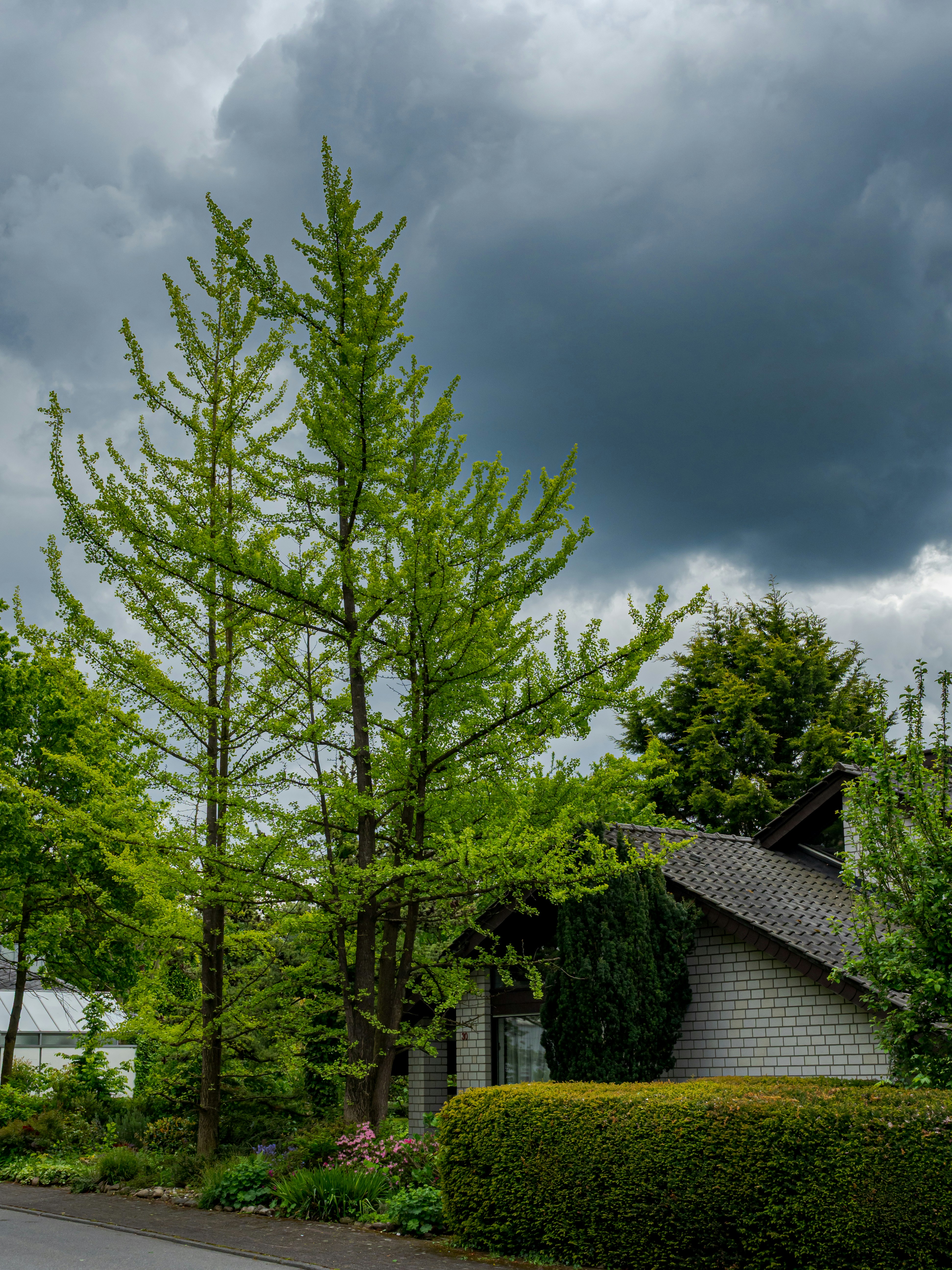 Emerald Canopy over quiet suburban street