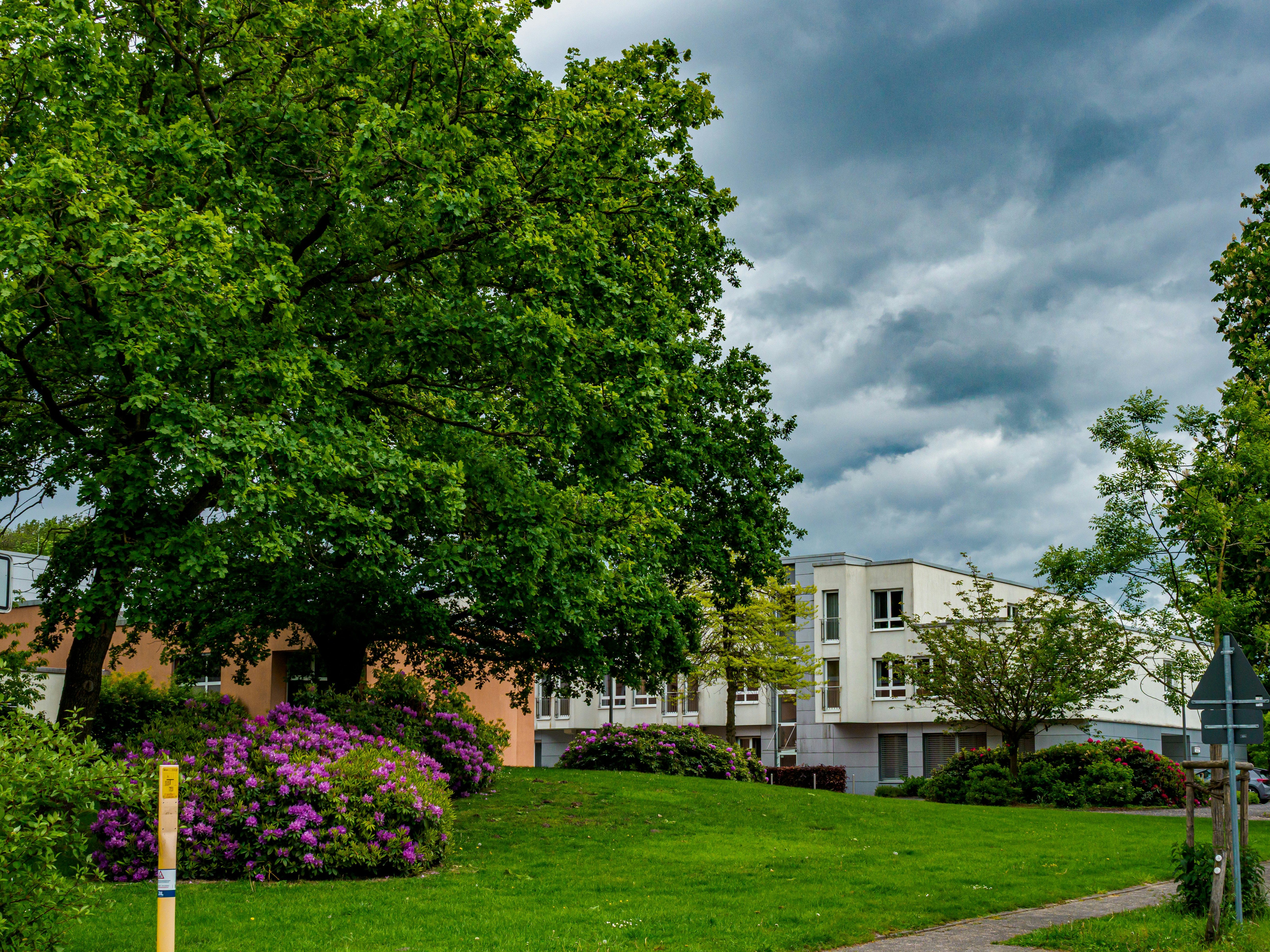 Green Campus Grove Under a Brooding Sky
