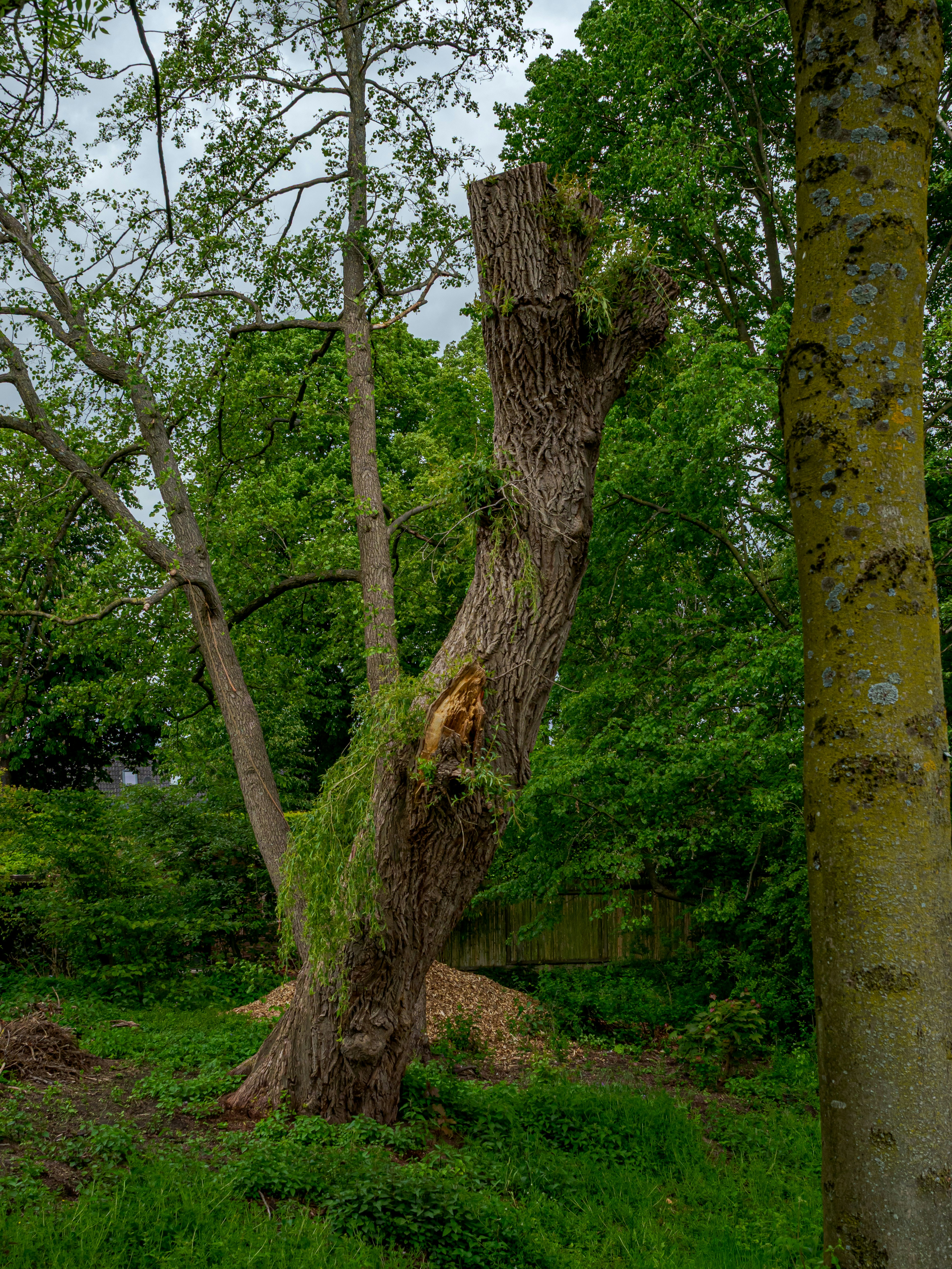 The Weathered Split: A Majestic Tree Stands Grounded