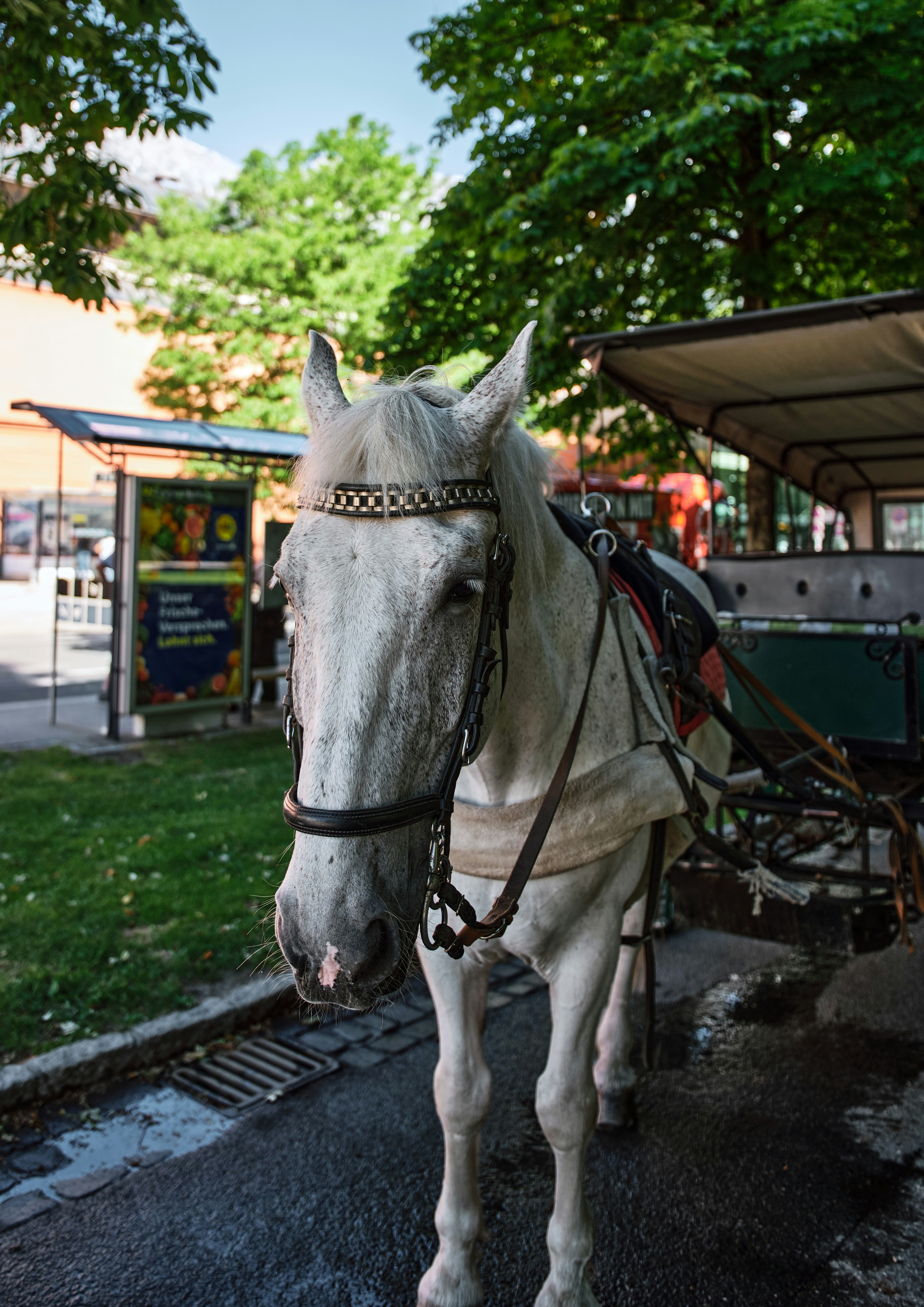 White horse at a carriage stand under leafy canopy