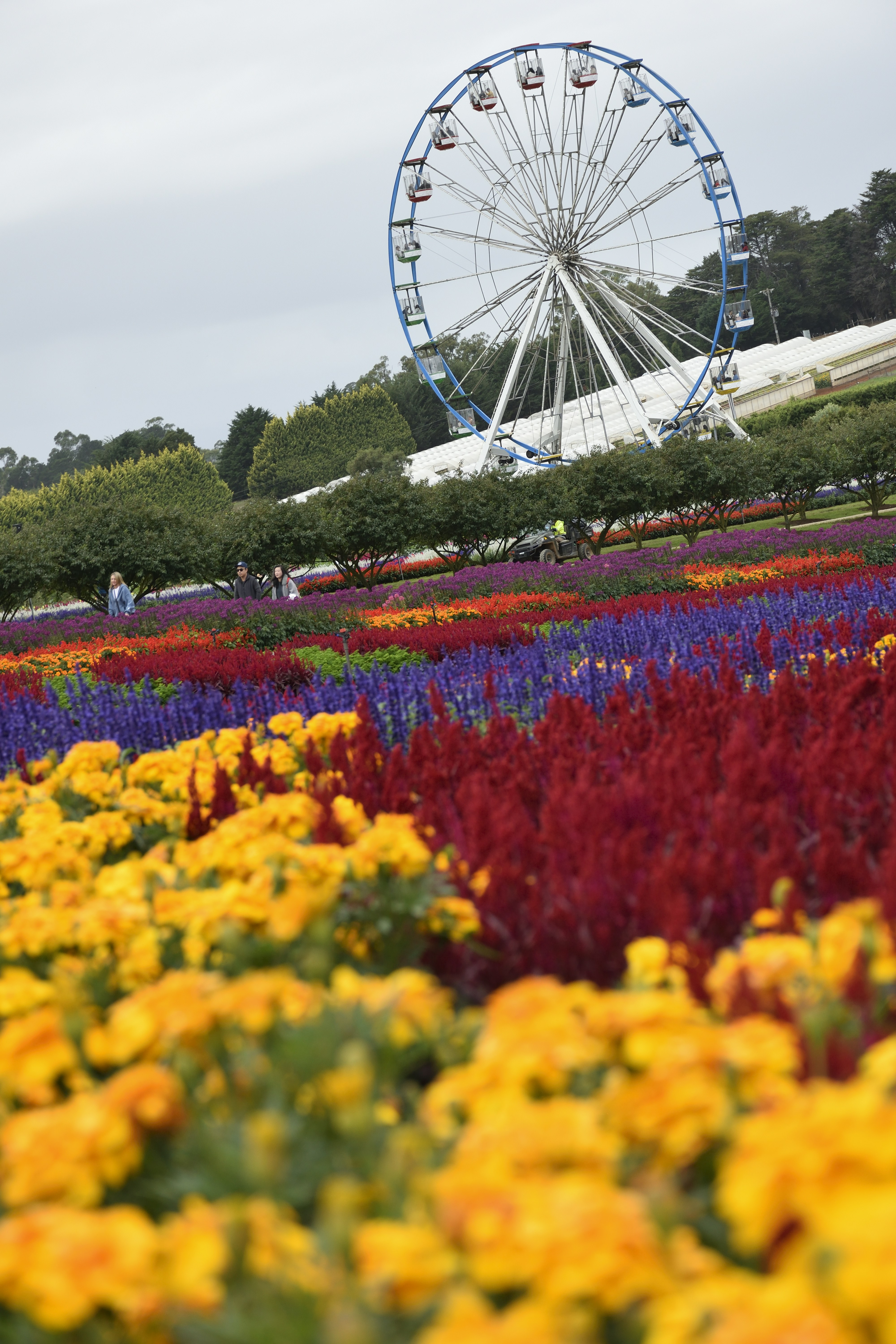 Ferris Wheel Overlooking a Blooming Sea of Color