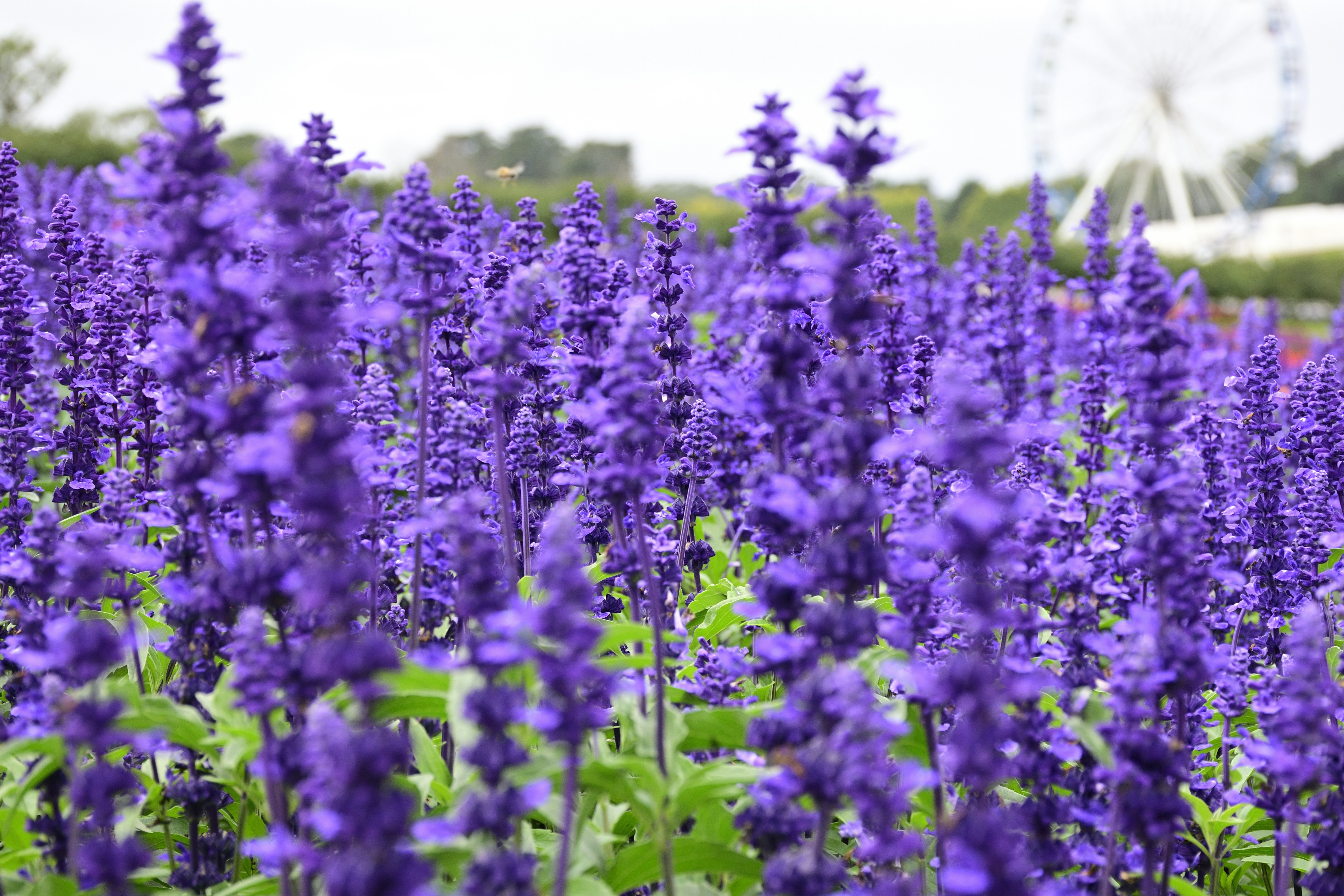 Purple Bloom Field with Amusement Park Silhouette in the Back