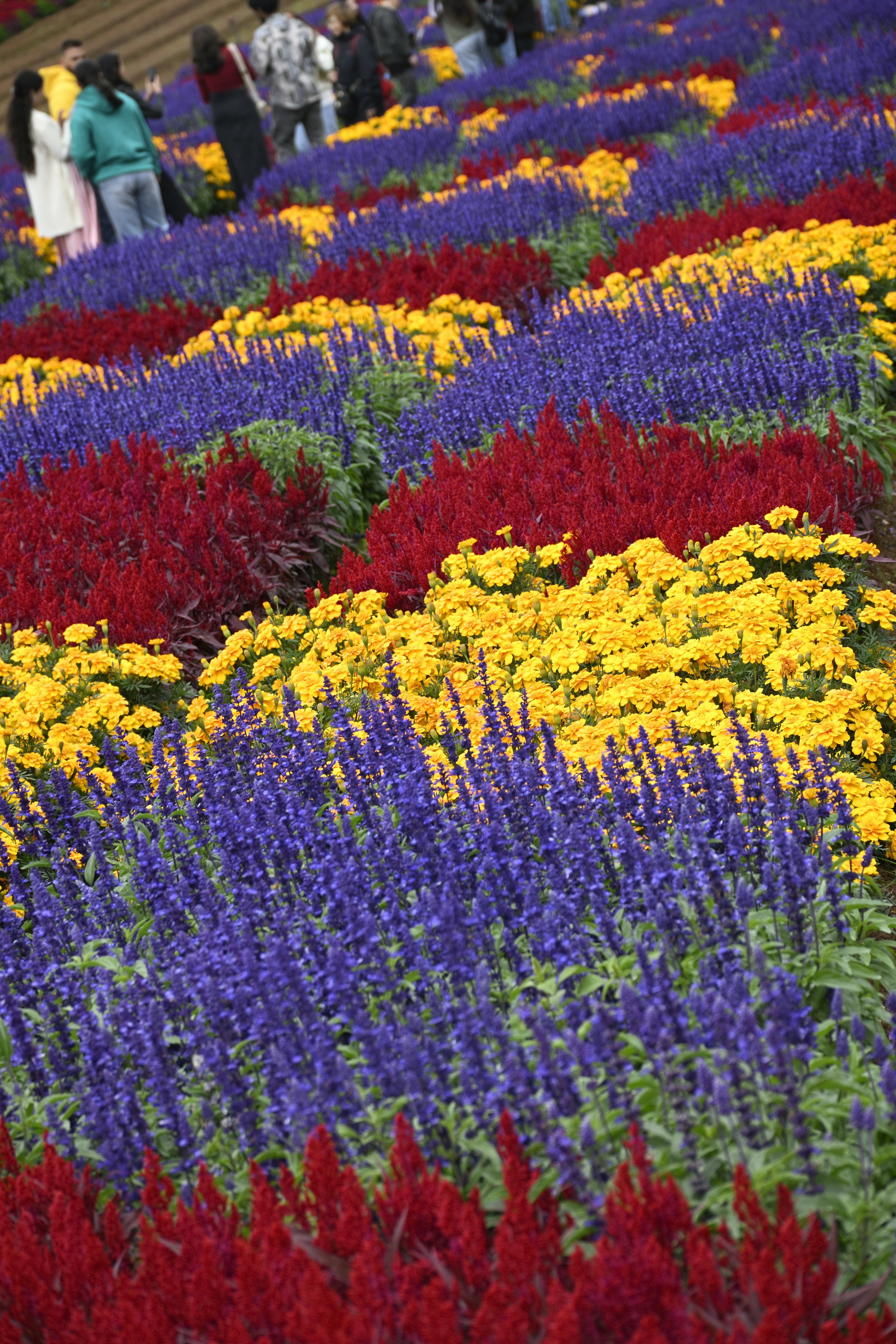 Colorful Floral Tapestry: A Path Through Lavender, Red, and Yellow Blooms